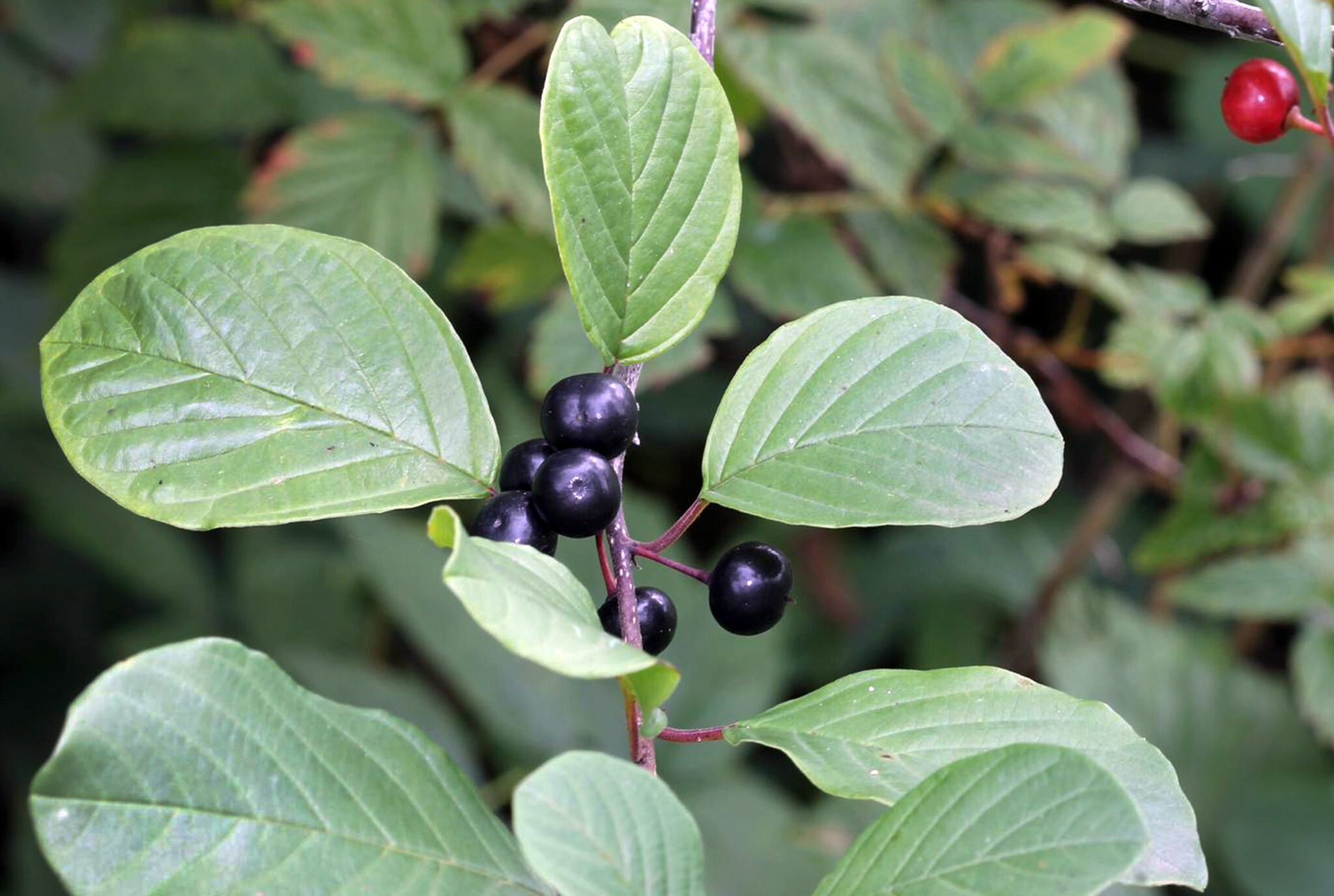 Not-So-Notorious Native Buckthorn