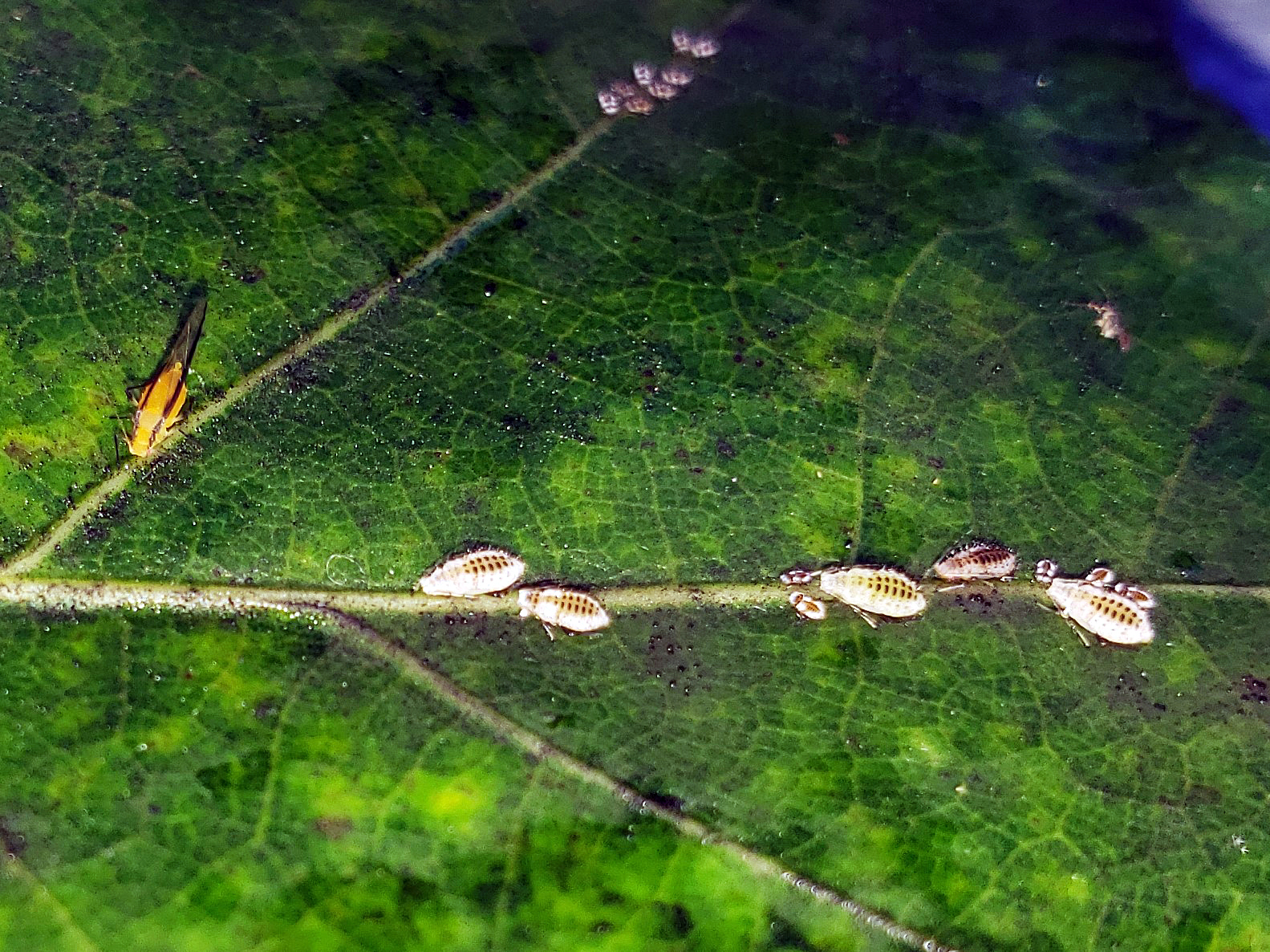 Aphids Make Sticky Situation For Oak, Beech Trees