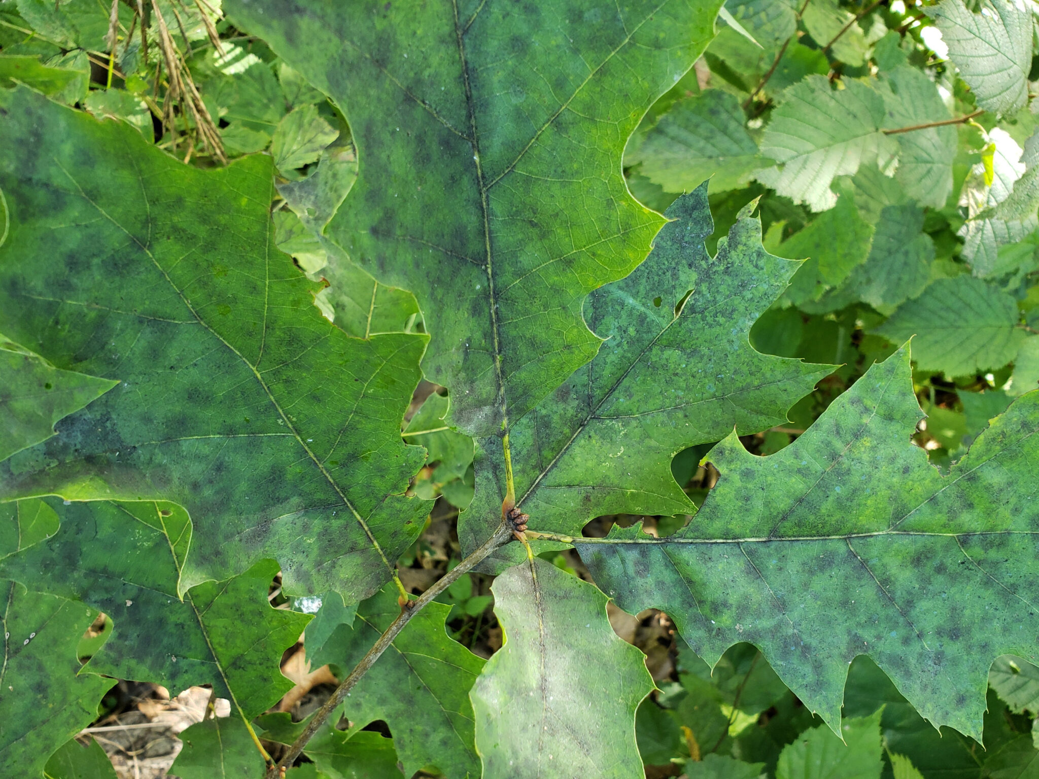 Aphids Make Sticky Situation For Oak, Beech Trees
