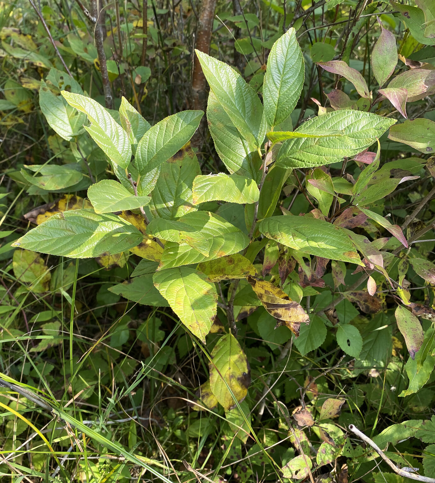 Not-So-Notorious Native Buckthorn