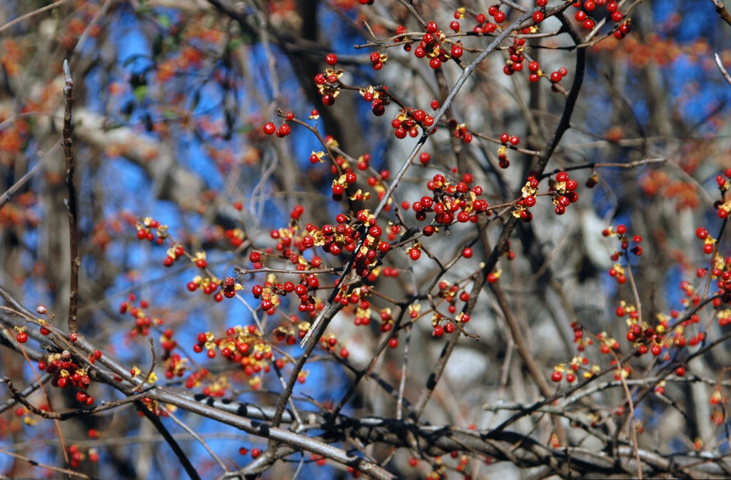 Beware Of Bittersweet In Fall Decor