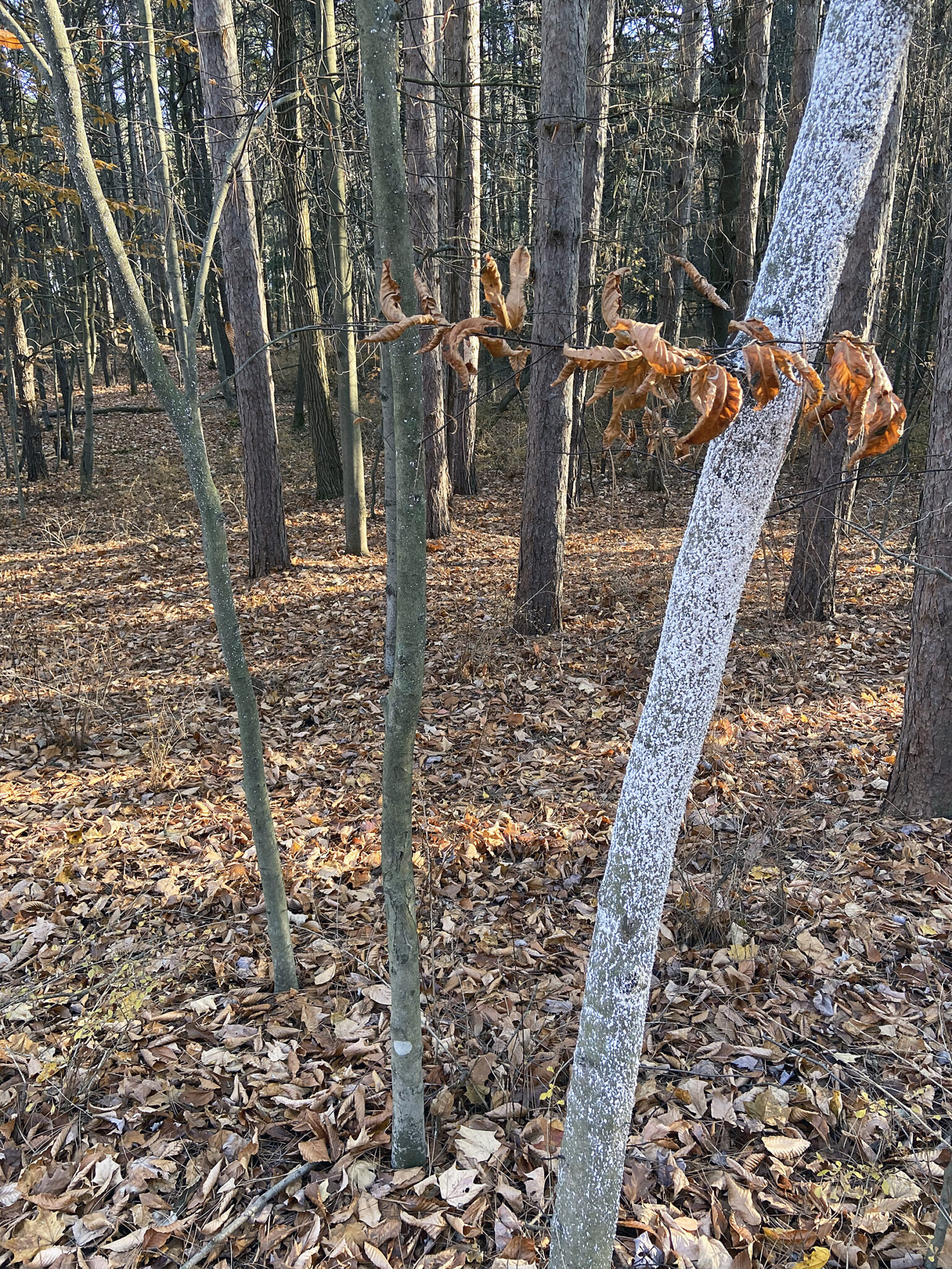 Please Report Beech Scale Outside Of Door County
