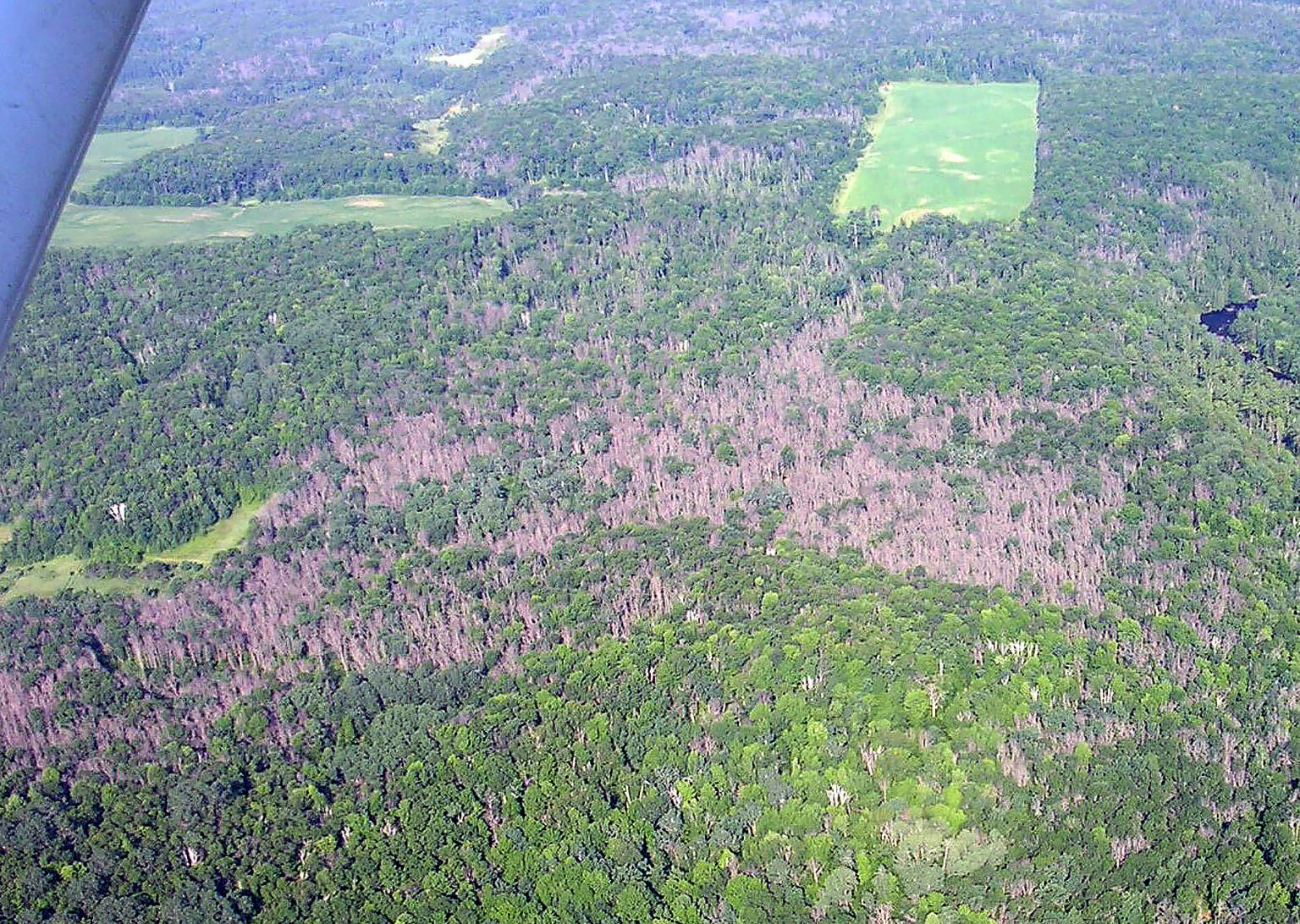 Harvest Timing Affected By Spongy Moth