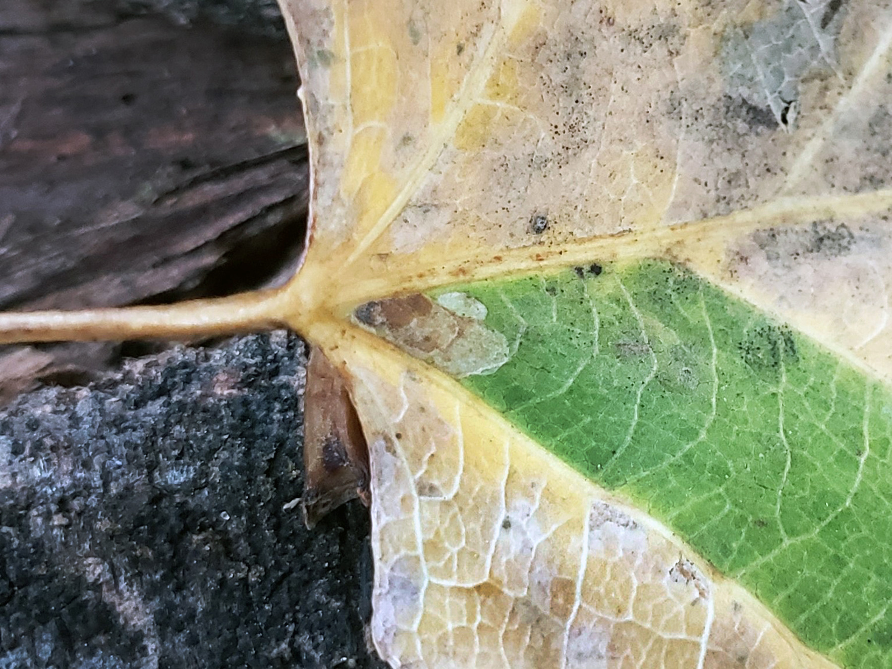 Leafminer Creates Green Bay Packers Colors On Aspen Leaves