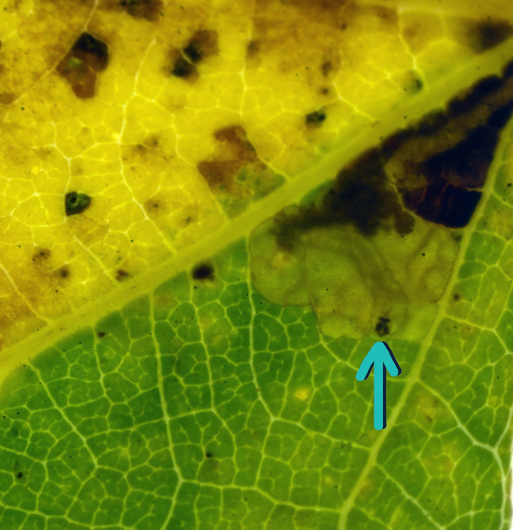 Leafminer Creates Green Bay Packers Colors On Aspen Leaves