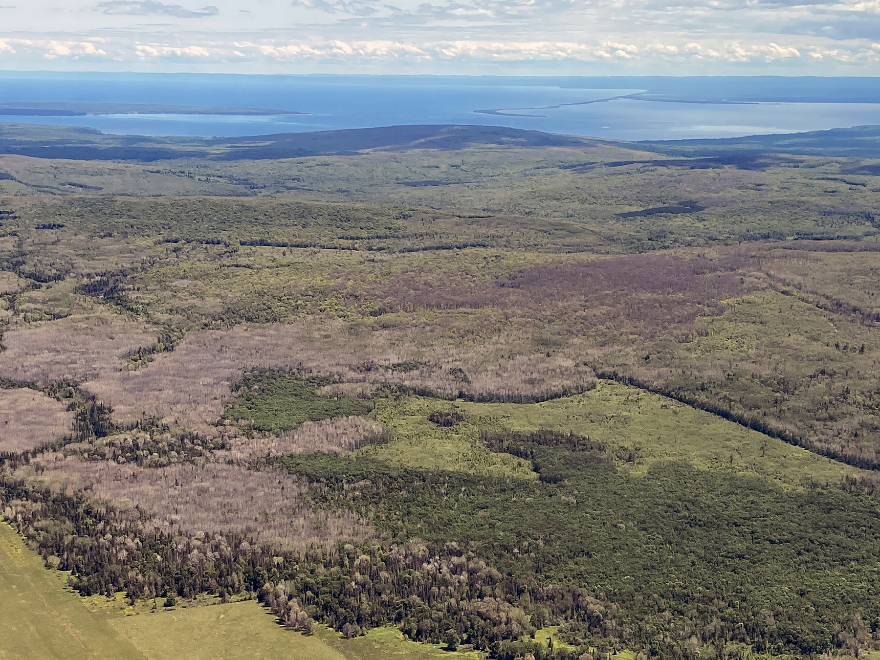 Forest Health Forecast For 2024