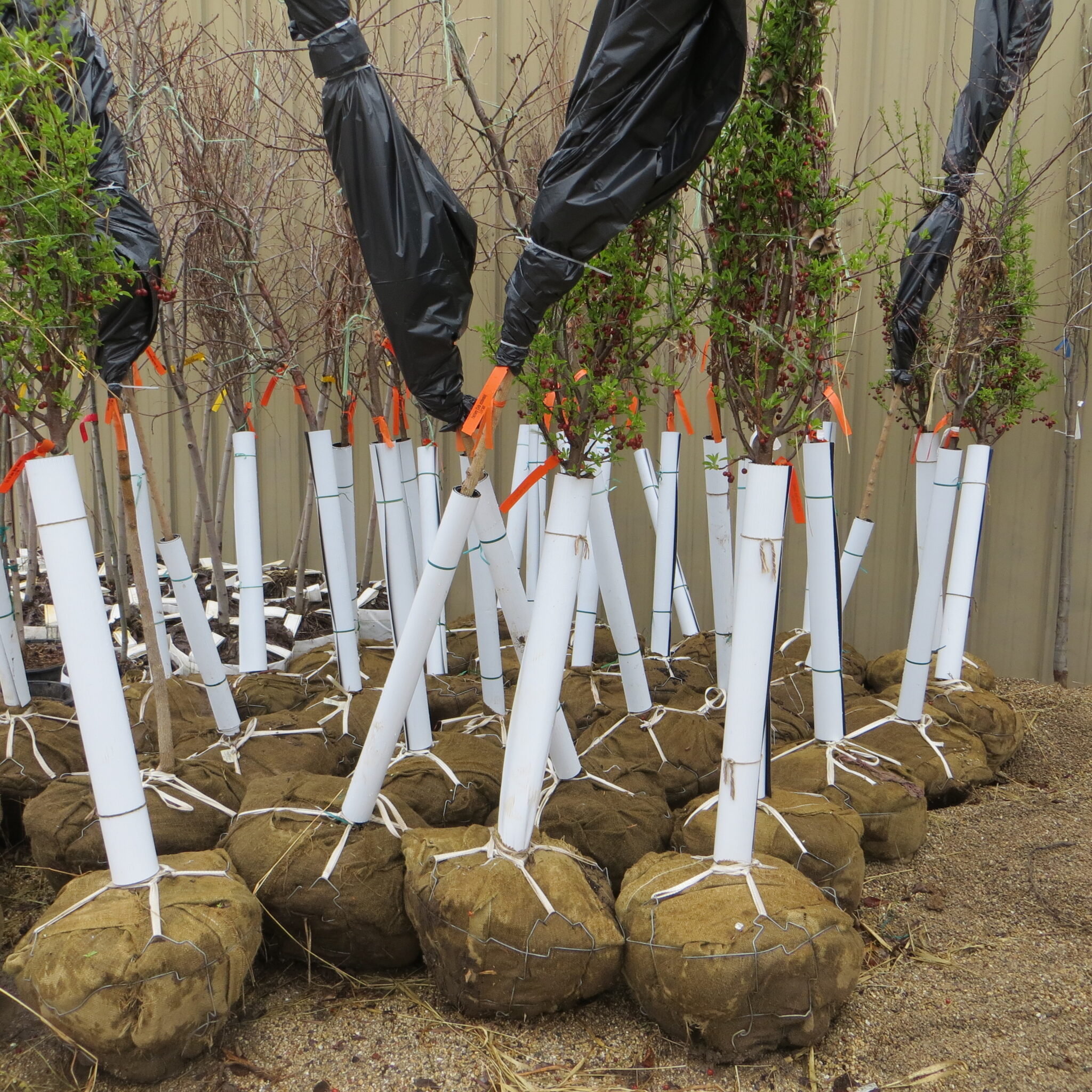 Right Tree, Right Place