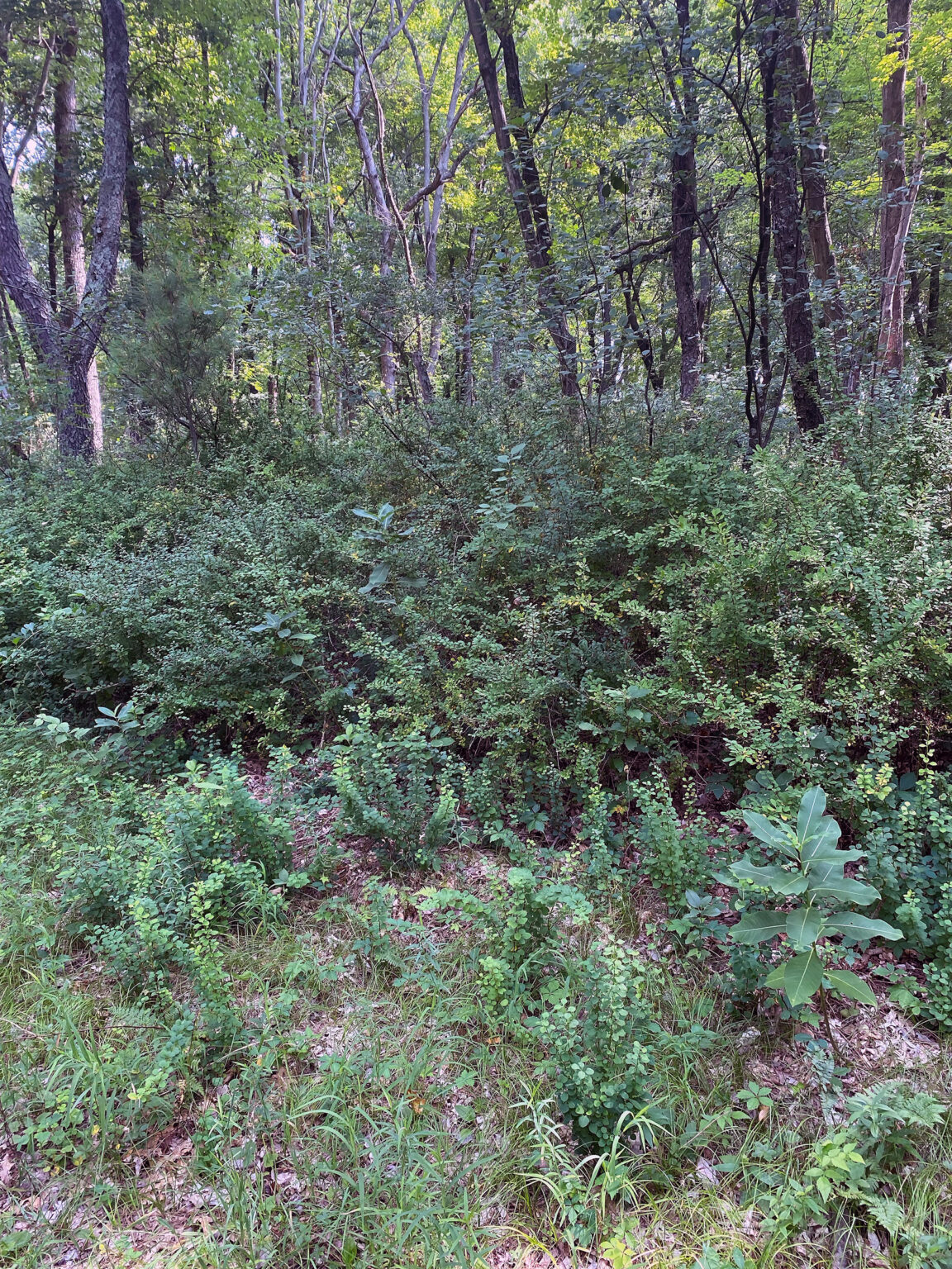 Don’t Let Japanese Barberry ‘Tick’ You Off