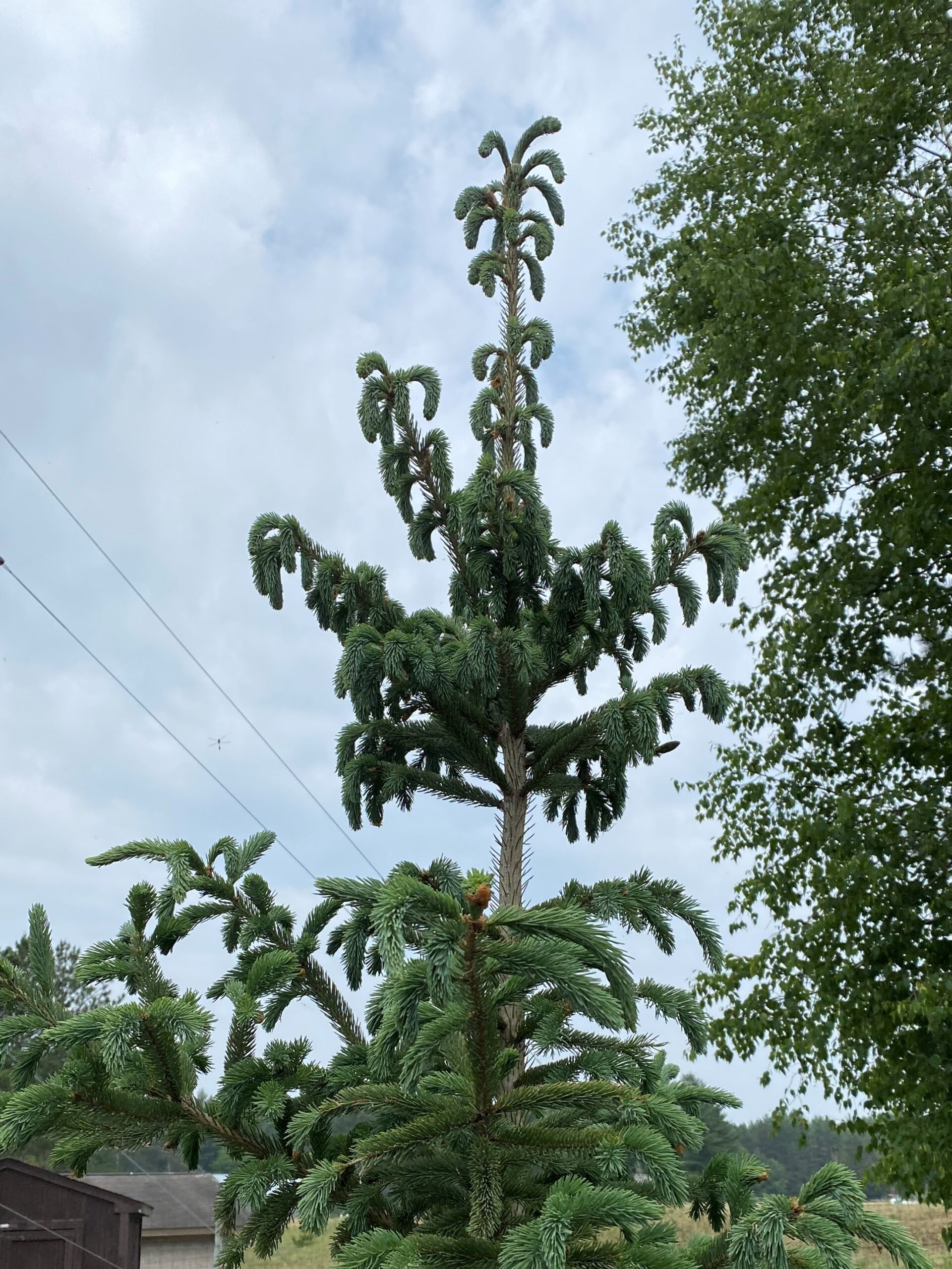 Feeding Aphids Cause Spruce To Wilt