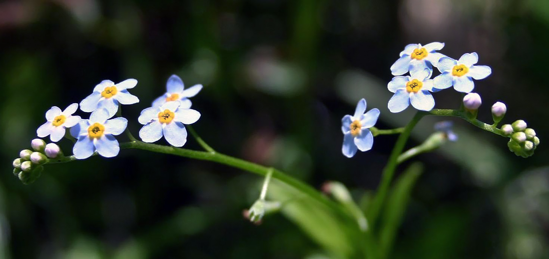 Forget About Planting Forget-me-nots