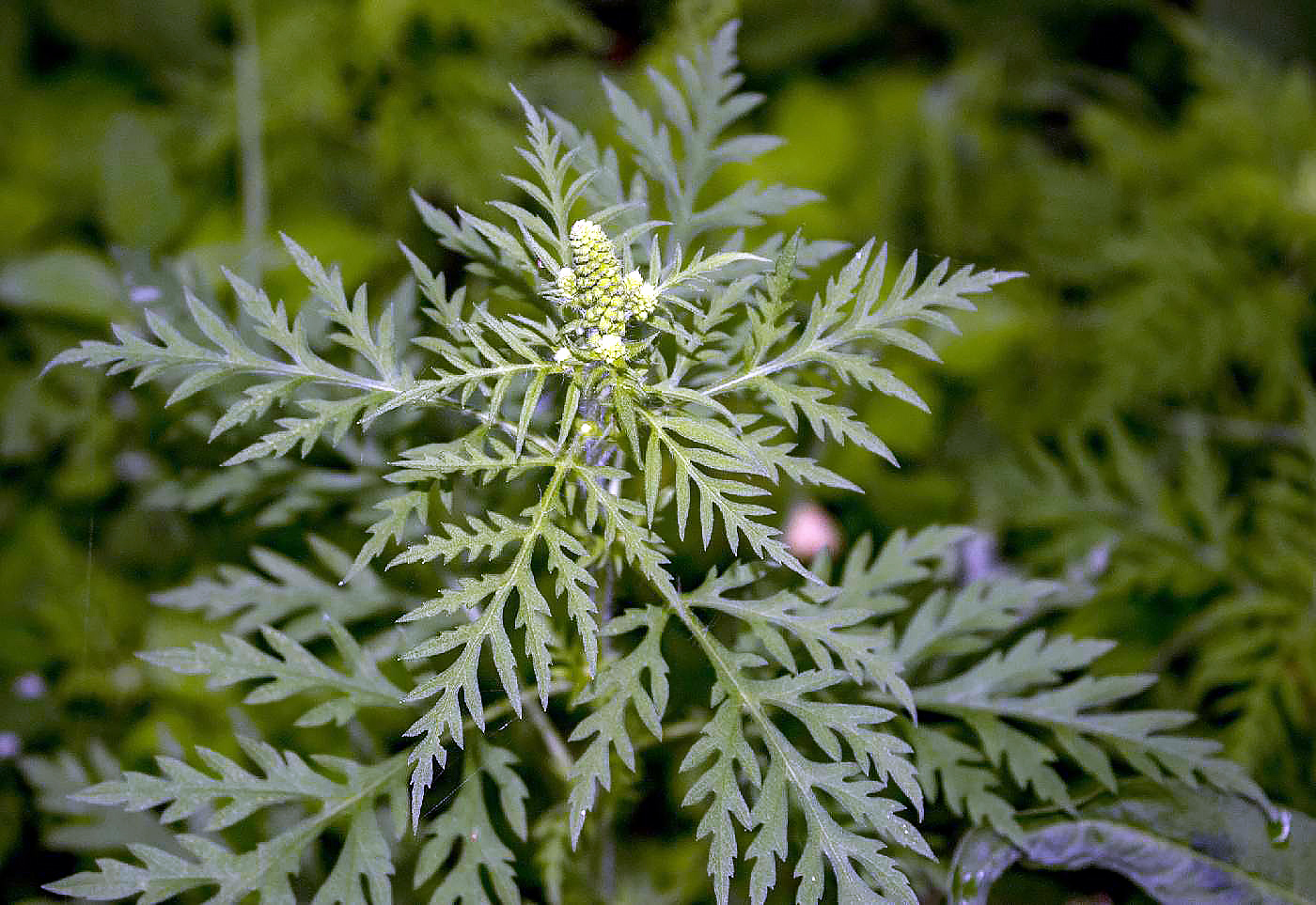 ‘In The Weeds’ With Invasives Tech