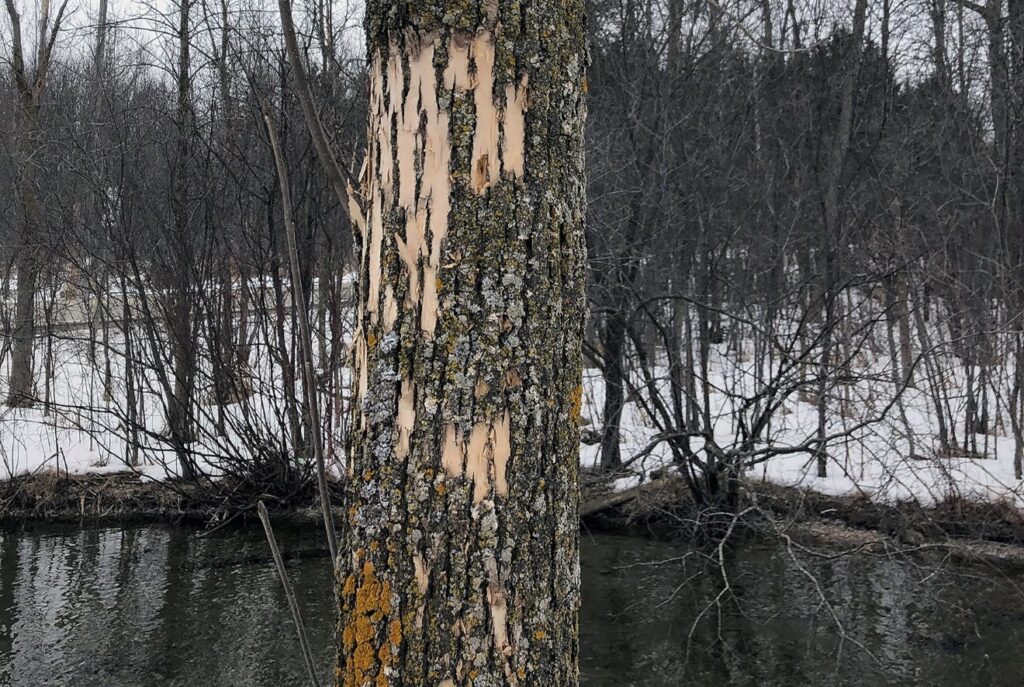Woodpecker Damage On Ash Trees May Indicate Emerald Ash Borer