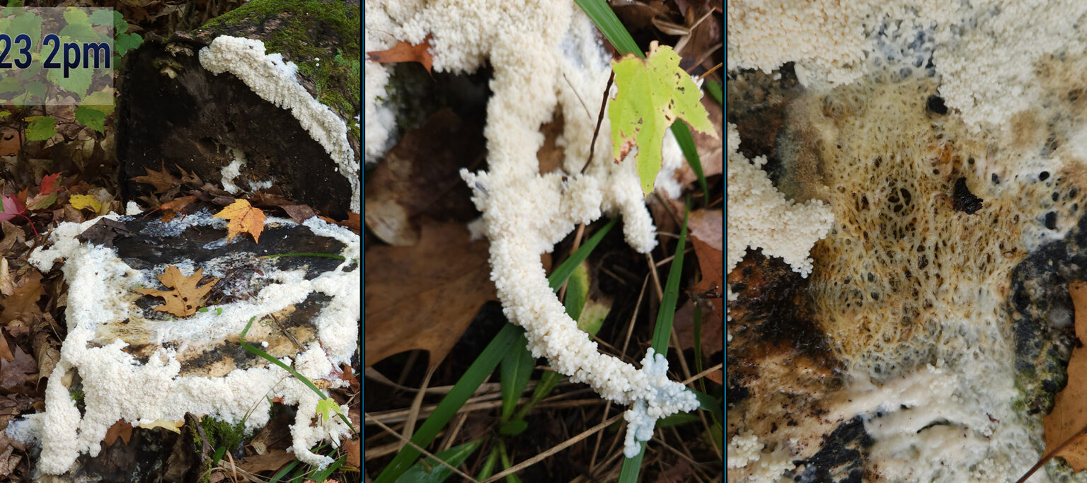 Slime Mold: Mysterious And Amazing