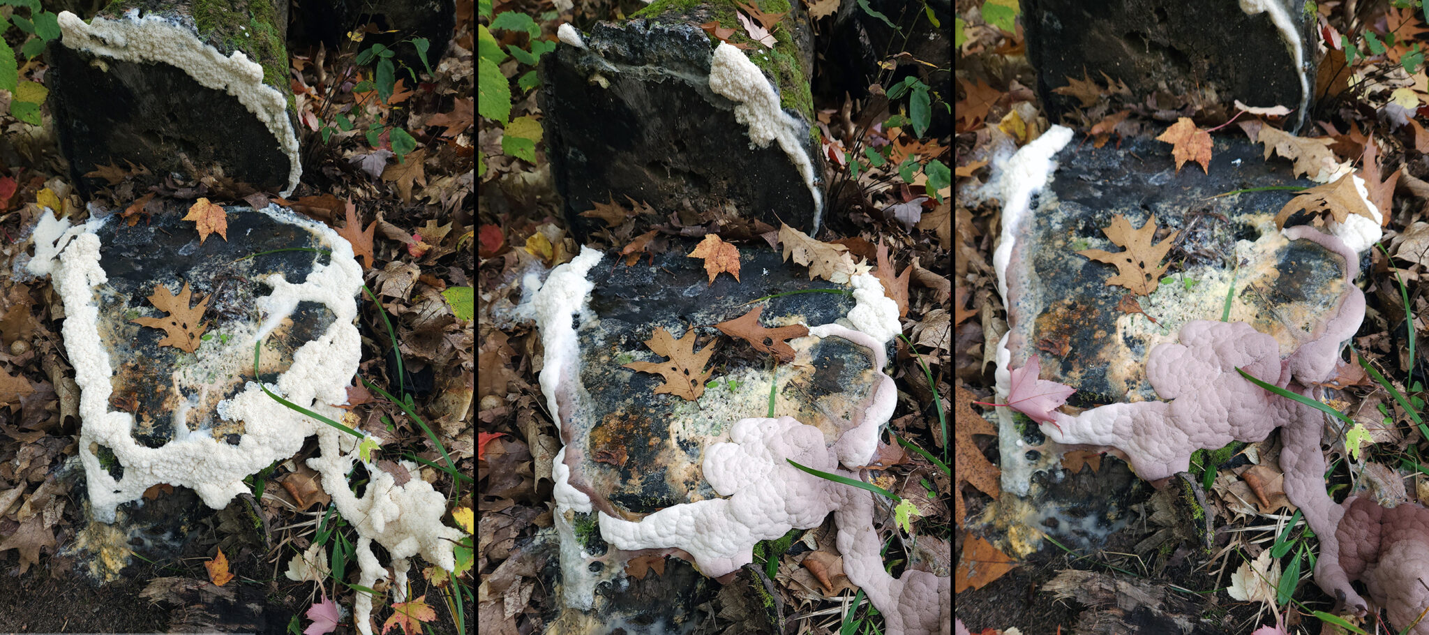 Slime Mold: Mysterious And Amazing