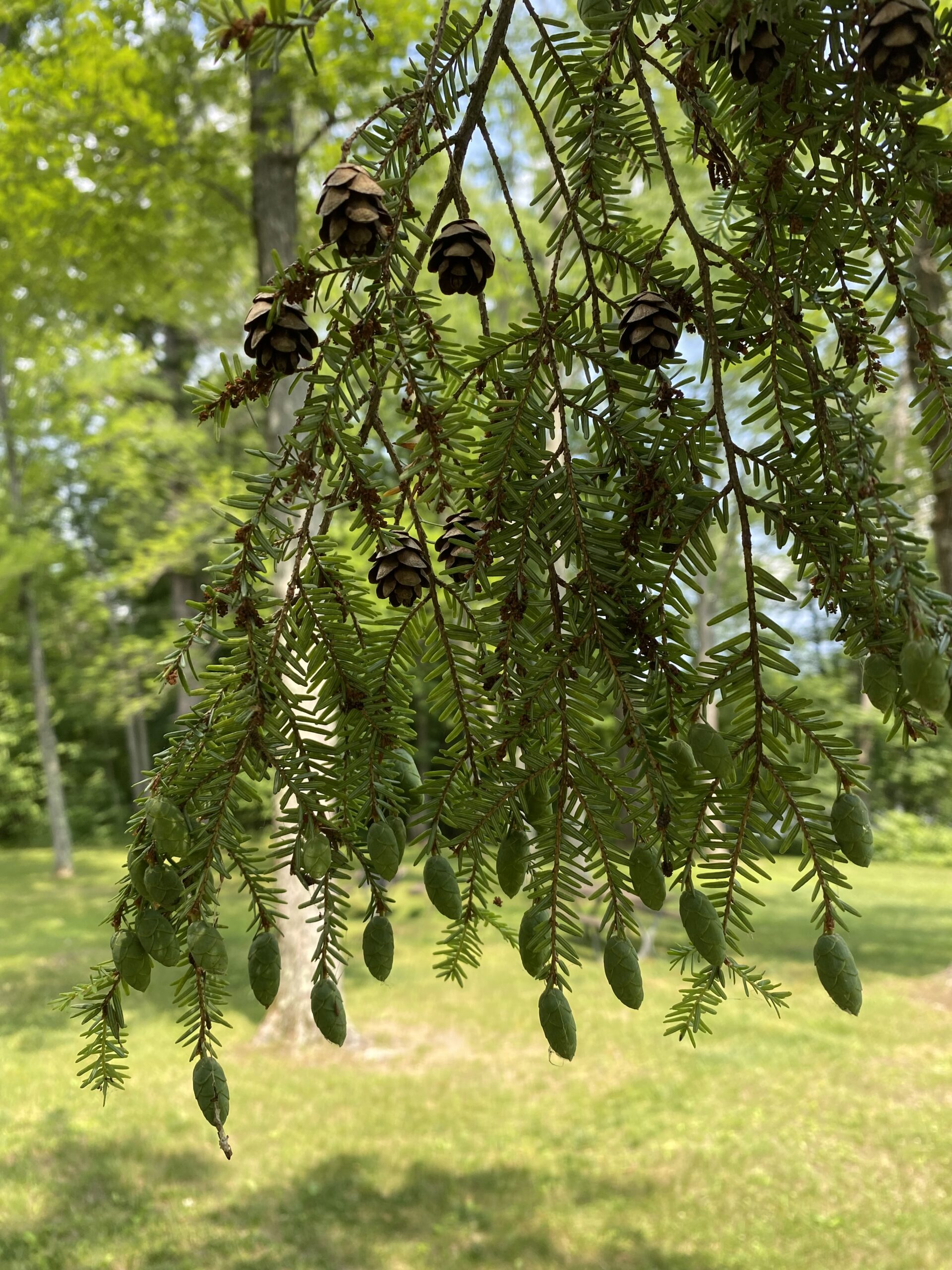 Watch For Hemlock Woolly Adelgid