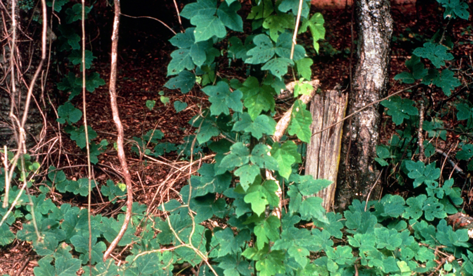 ‘In The Weeds’ With Invasives Tech