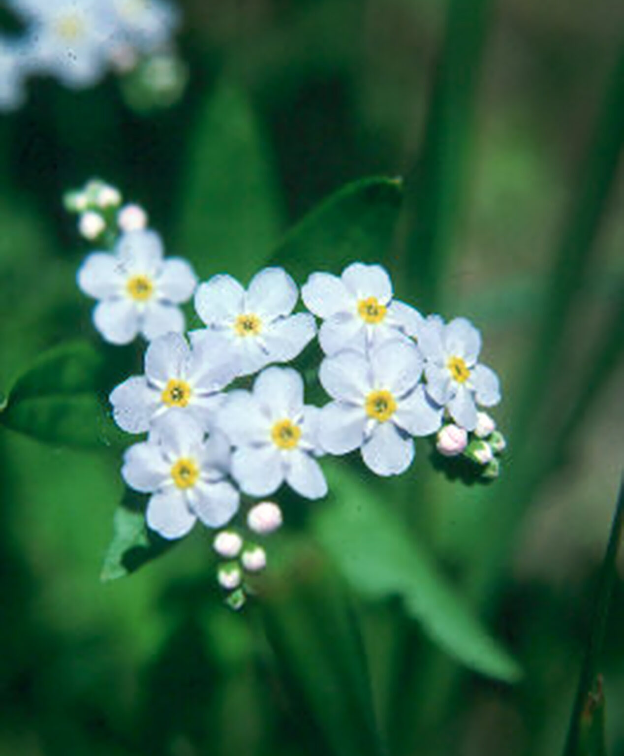 Forget About Planting Forget-me-nots