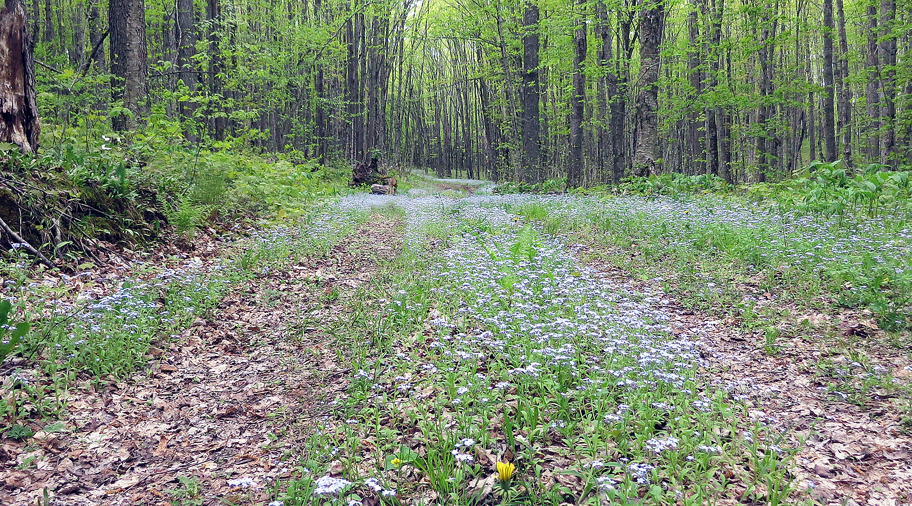 Forget About Planting Forget-me-nots