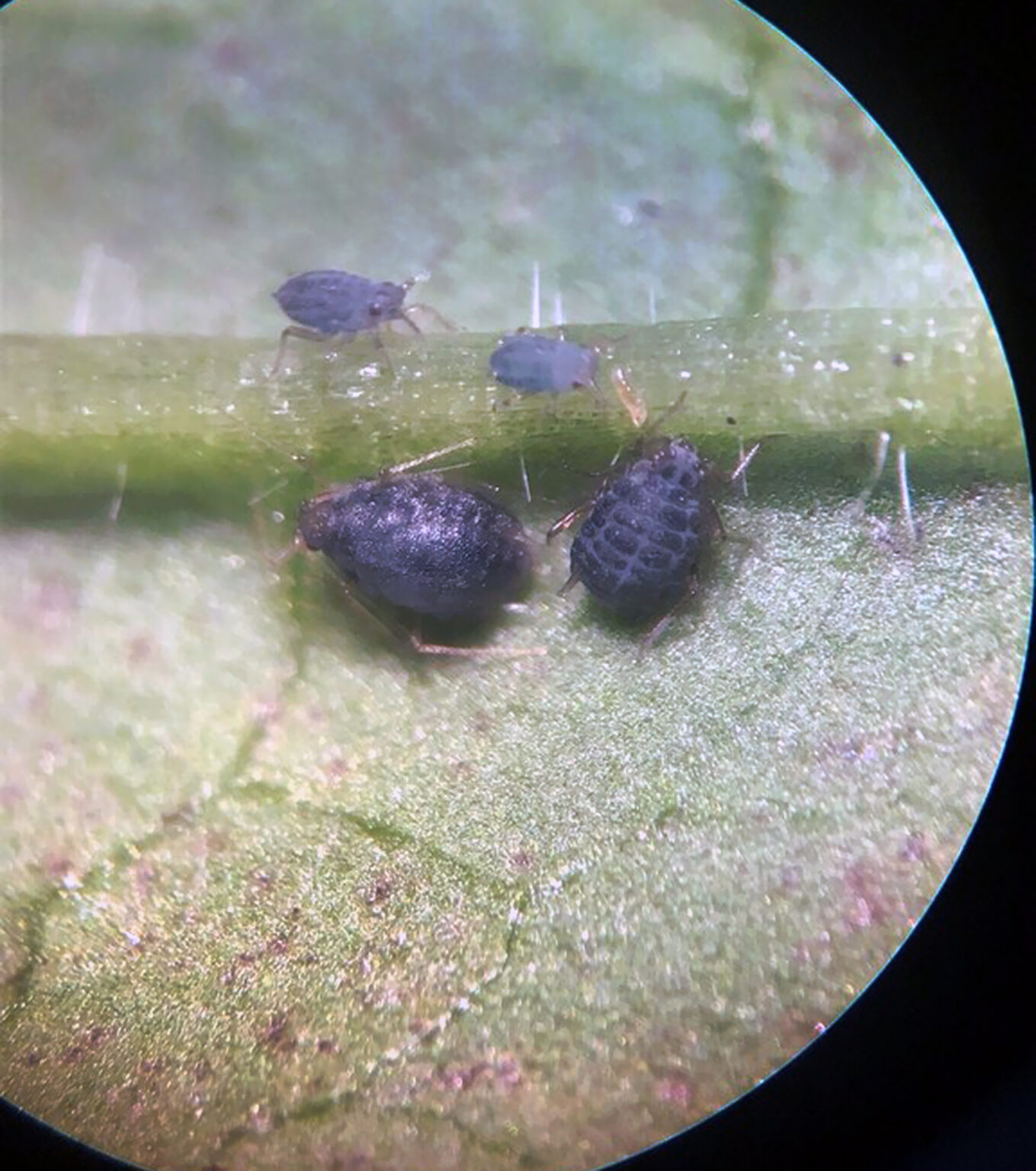 Dropping The Aphid Grenade On Garlic Mustard
