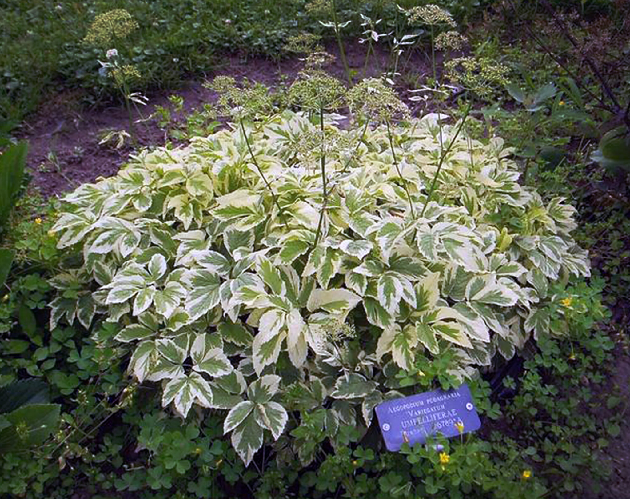 On The Outs With Goutweed