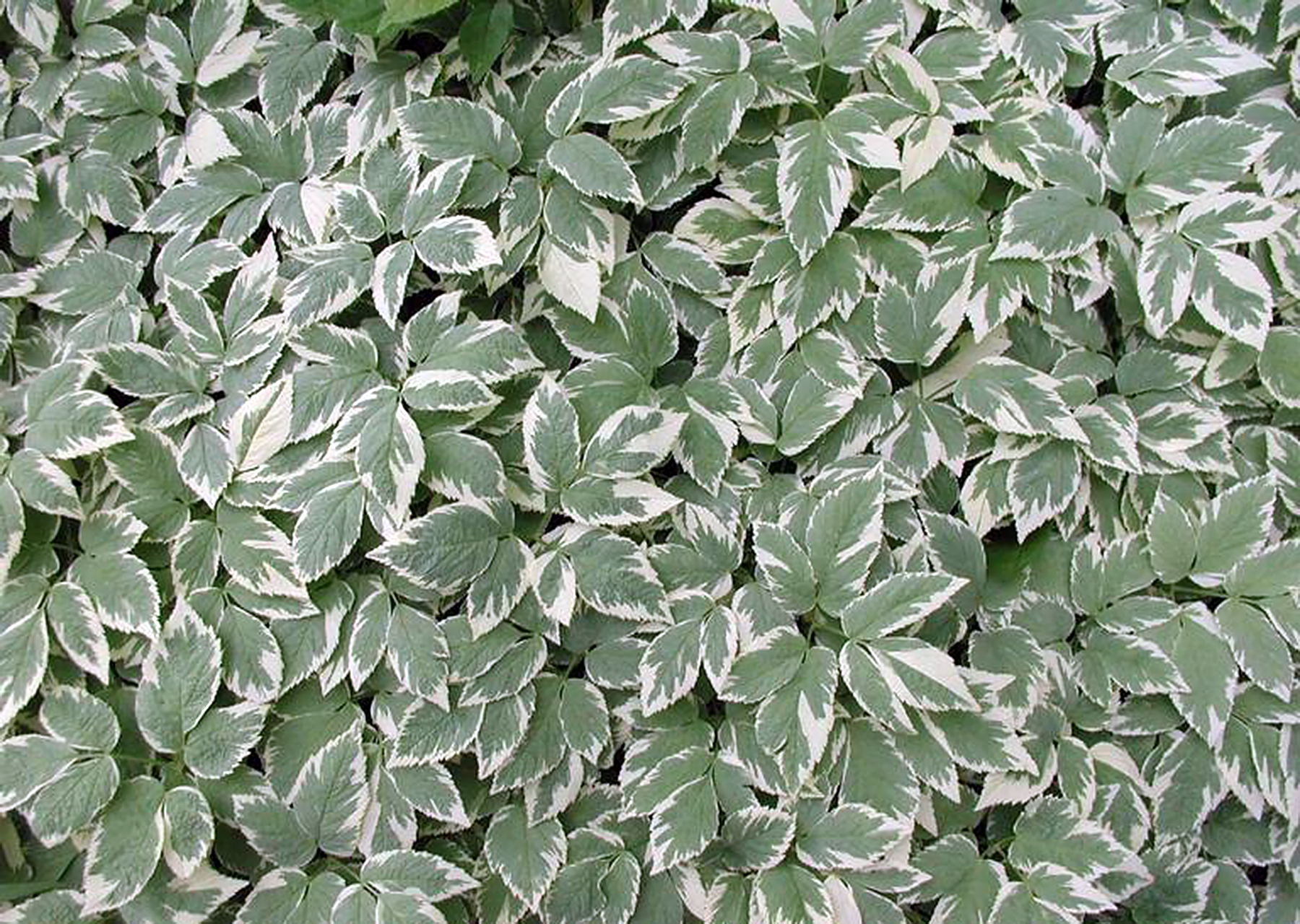 On The Outs With Goutweed