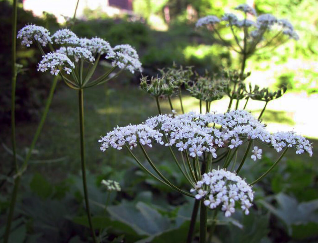 On The Outs With Goutweed