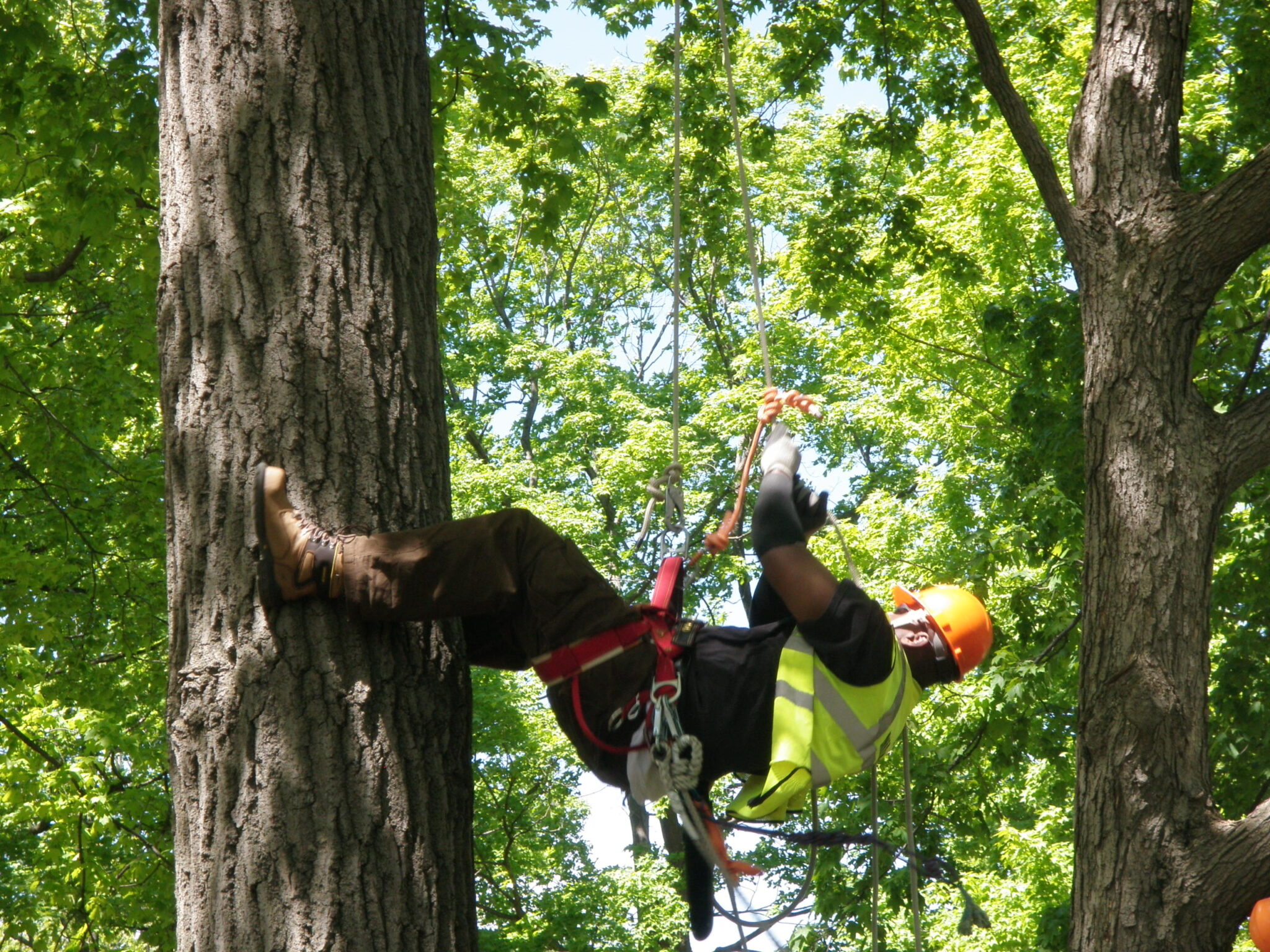 Celebrate Arbor Day Using Social Media (See Our Suggested Posts Below)