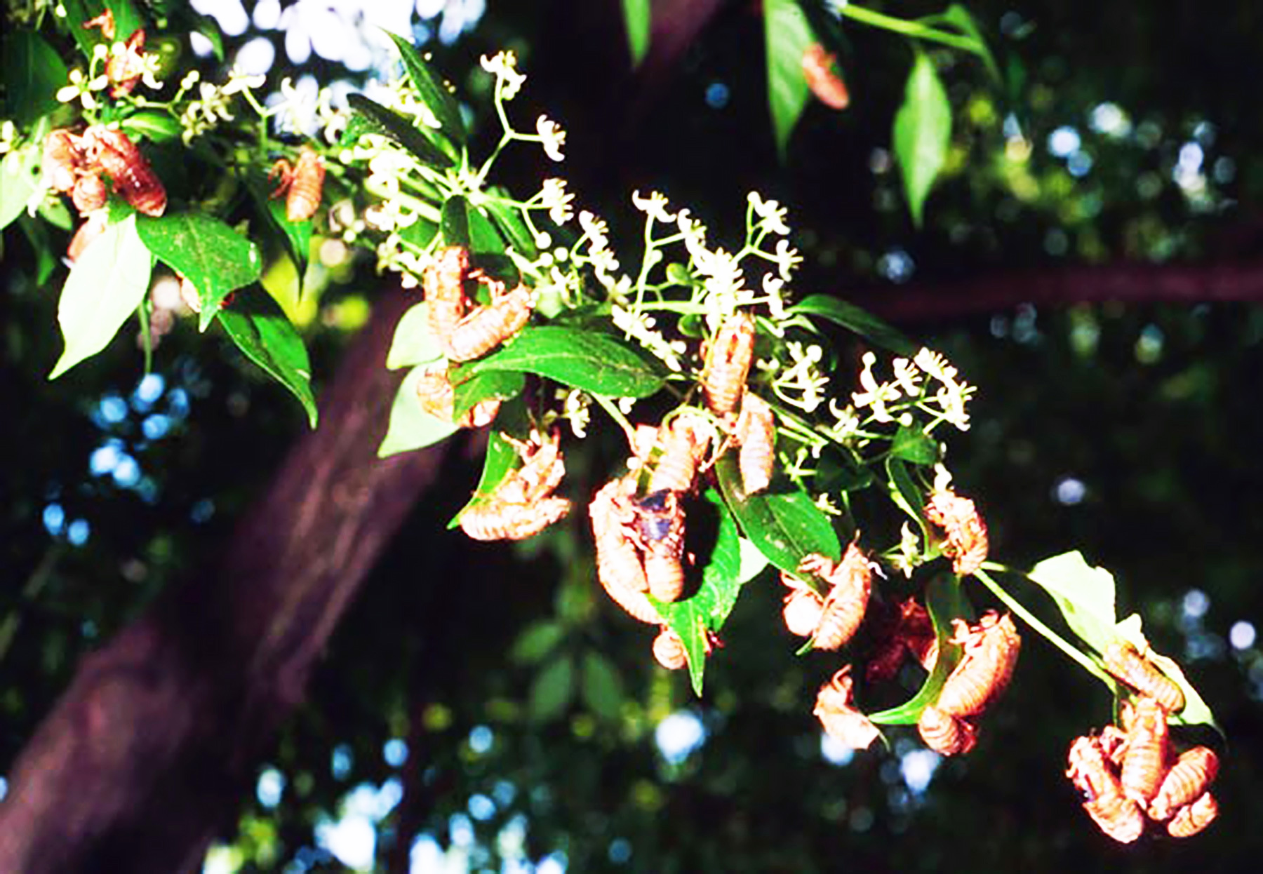 UW-Madison Launches Website About Cicadas