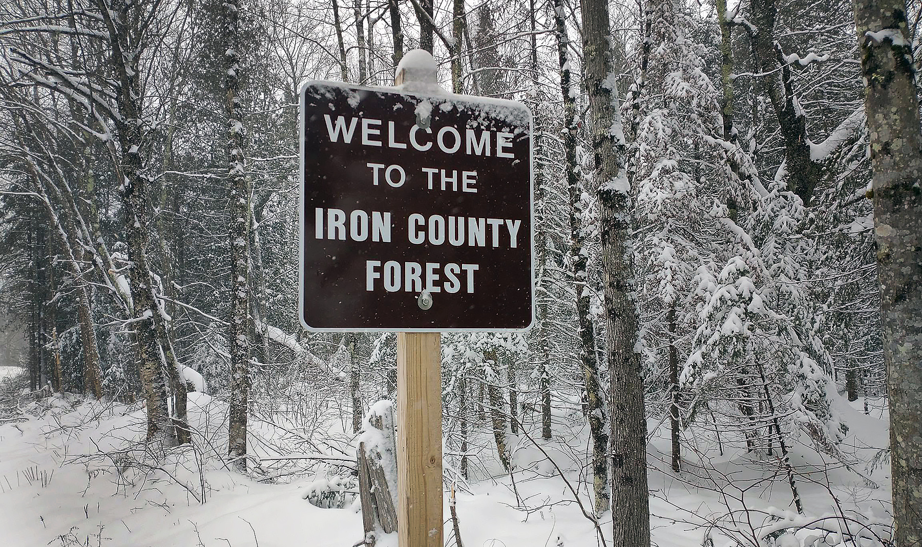 Wisconsin Expands Trillion Trees Pledge