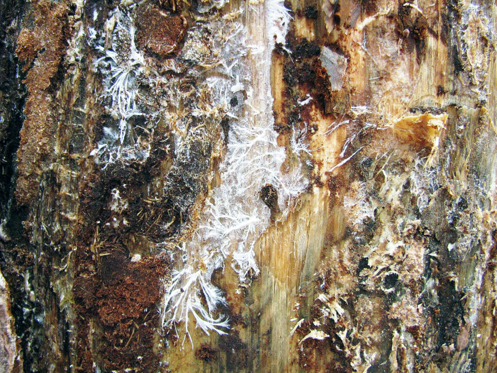 Weather Whiplash Affects Pine Stands