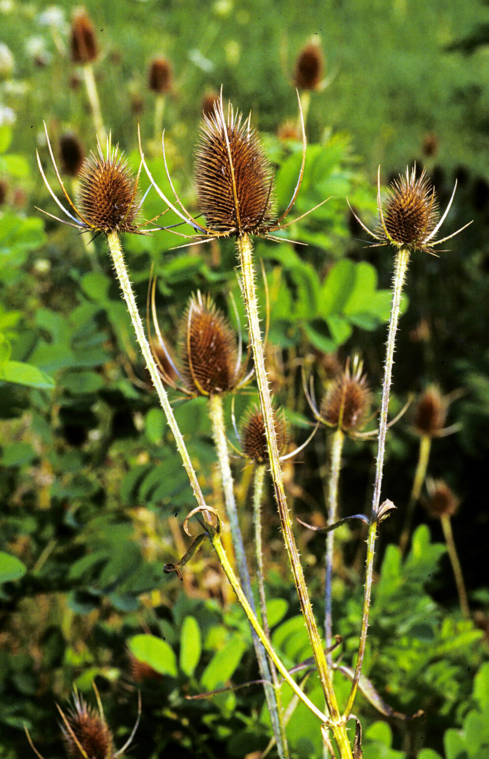 Teasing Out Invasive Teasels