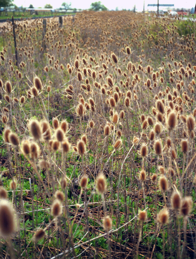 Teasing Out Invasive Teasels