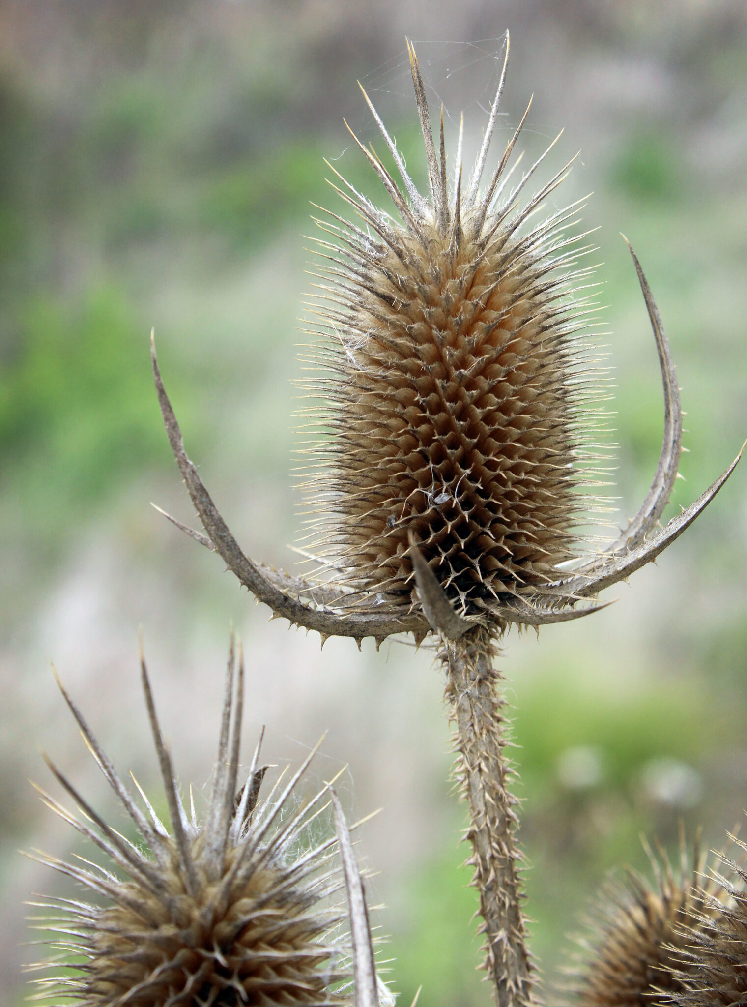 Teasing Out Invasive Teasels