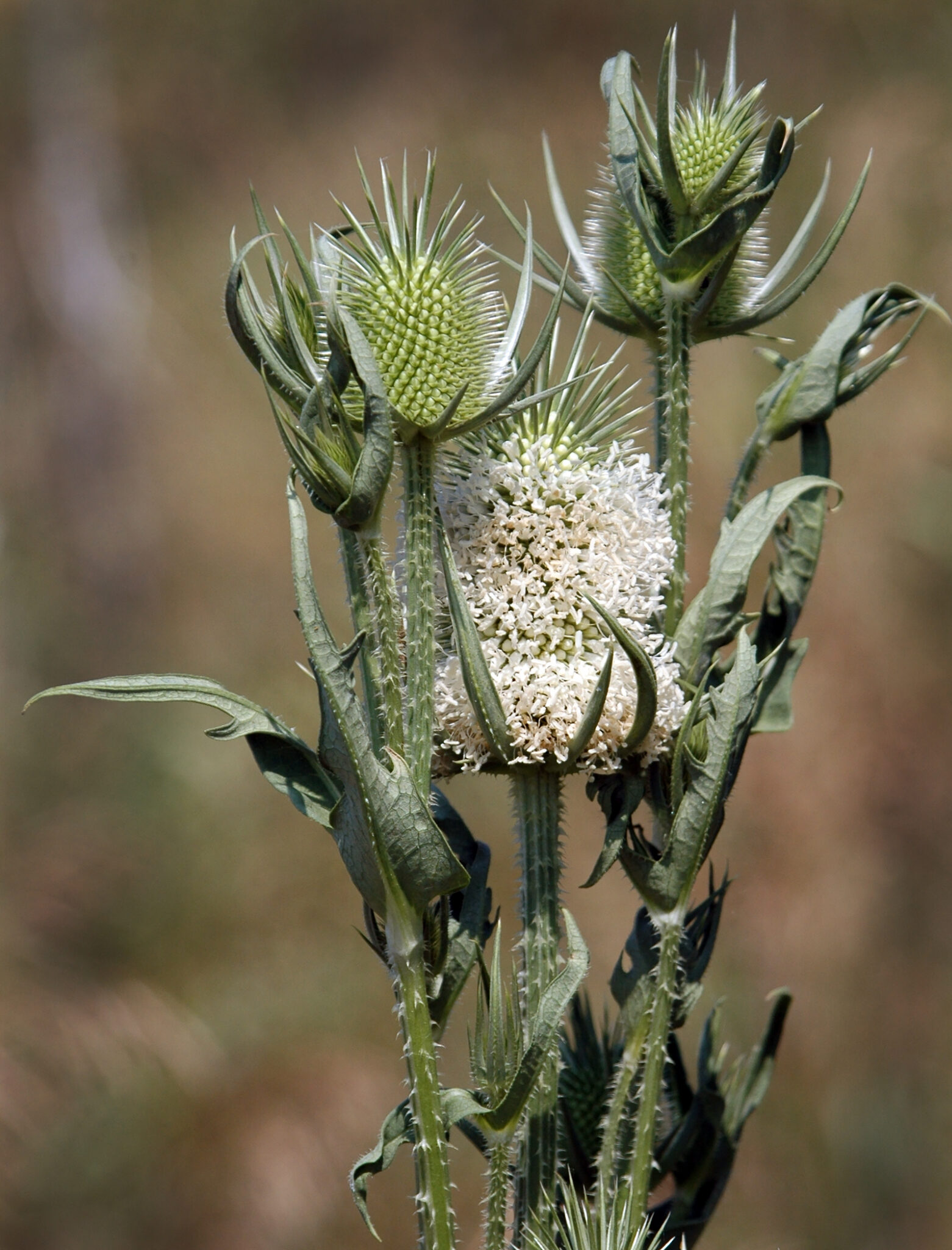 Teasing Out Invasive Teasels
