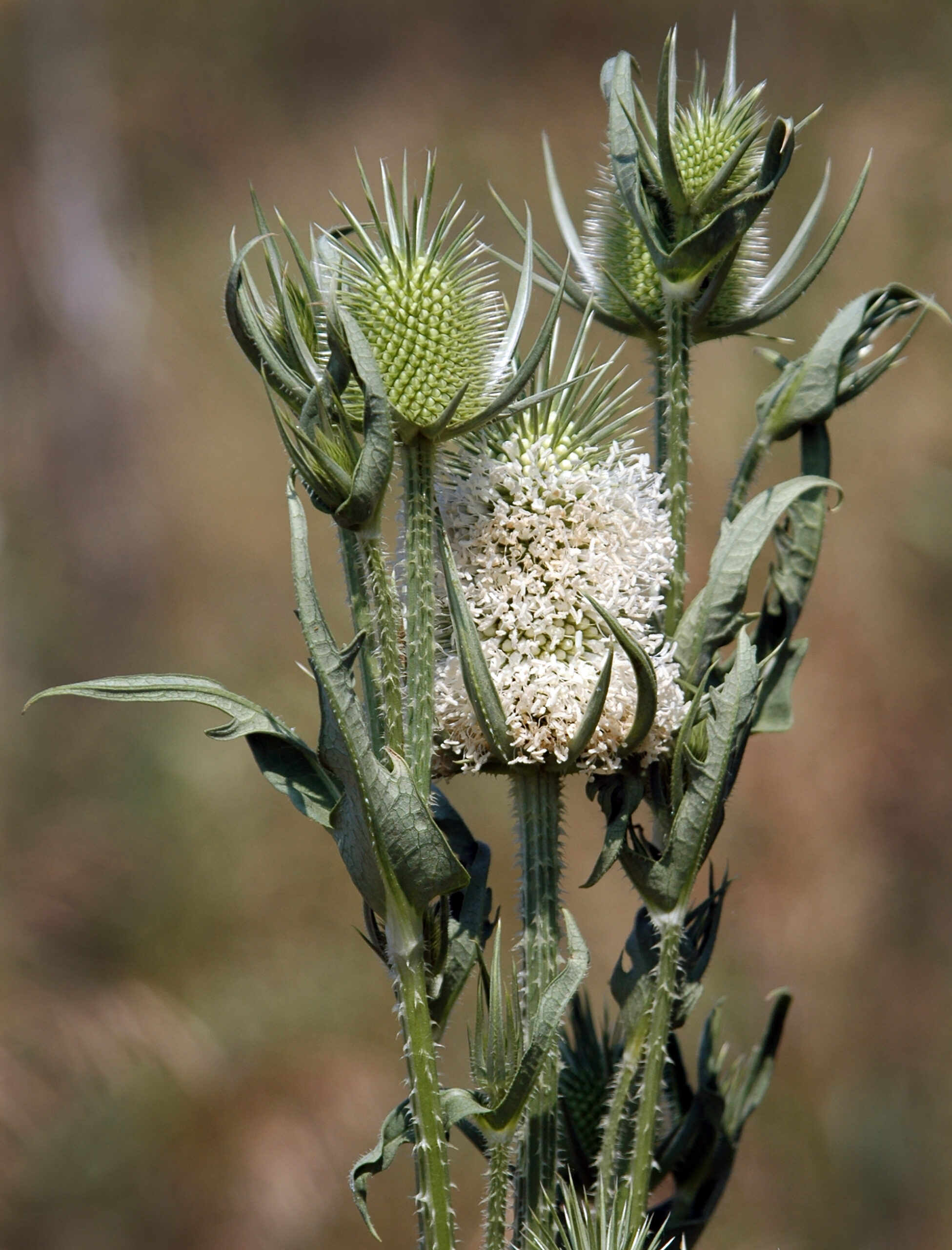 Teasing Out Invasive Teasels