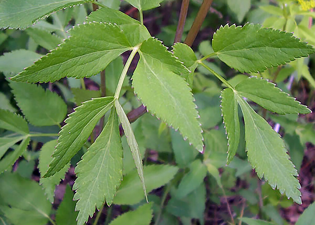 Invasives And Imposters: Native Lookalikes To Know (Part 1)