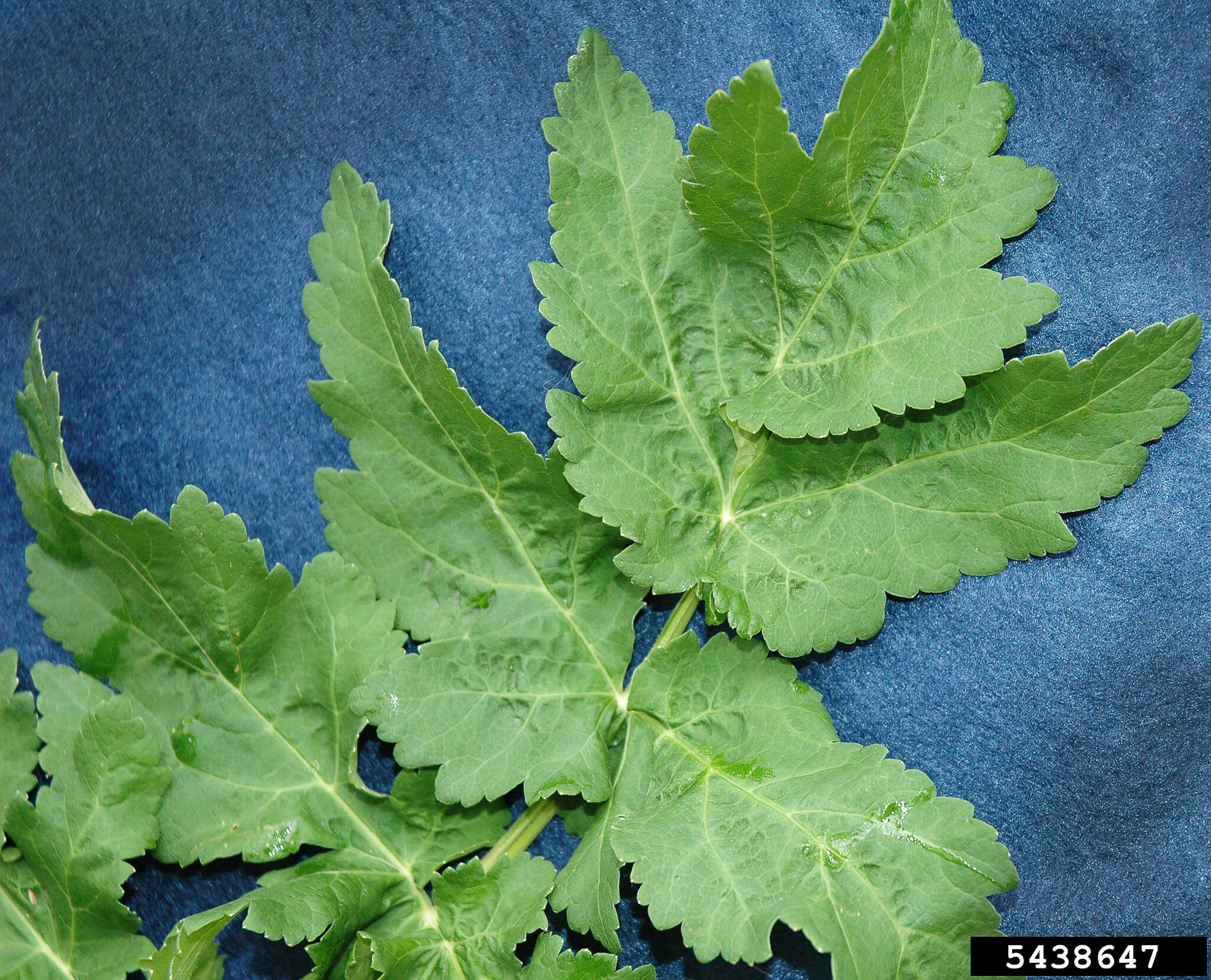 Invasives And Imposters: Native Look-Alikes To Know