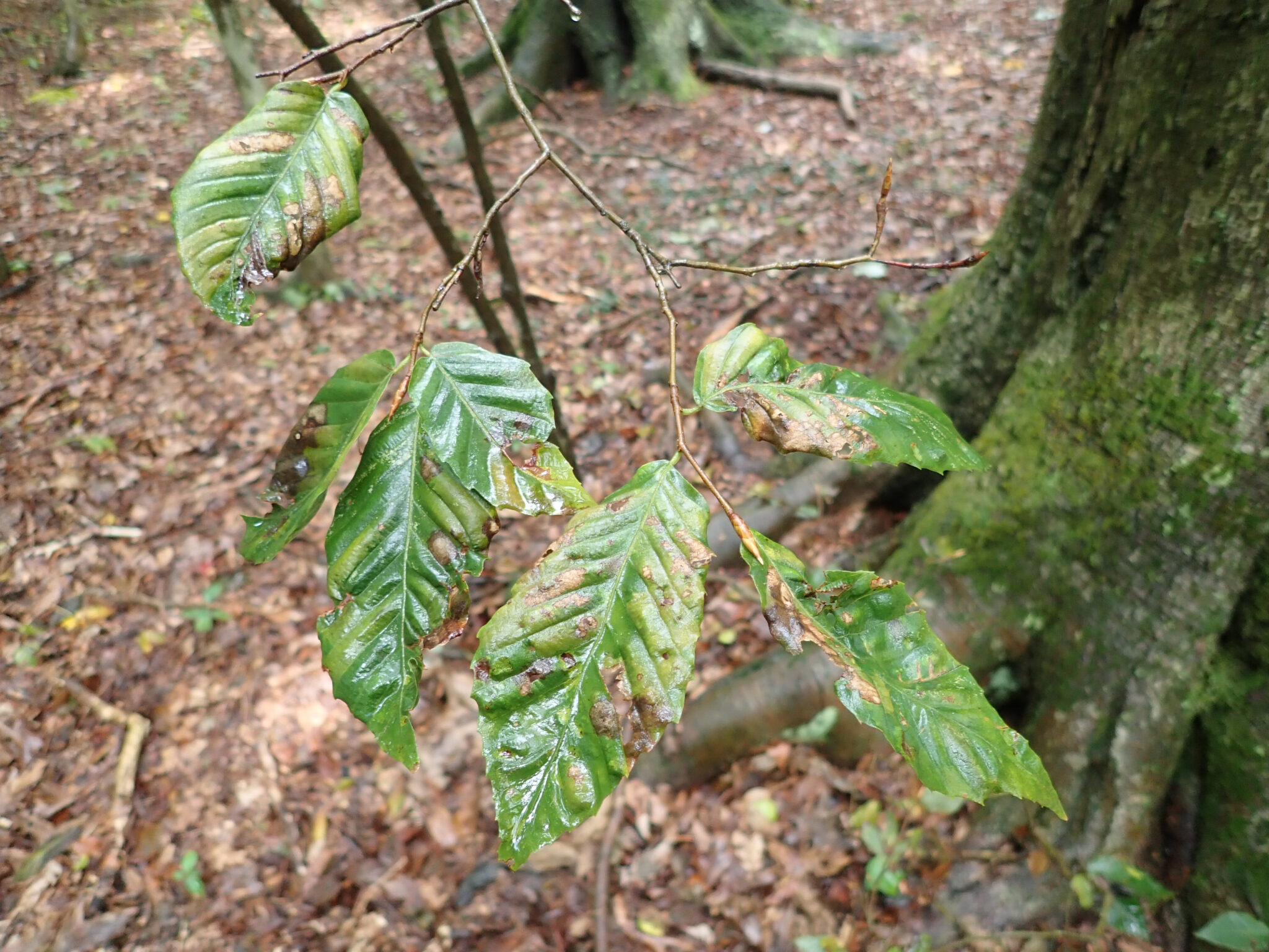 Keep An Eye Out For Beech Leaf Disease