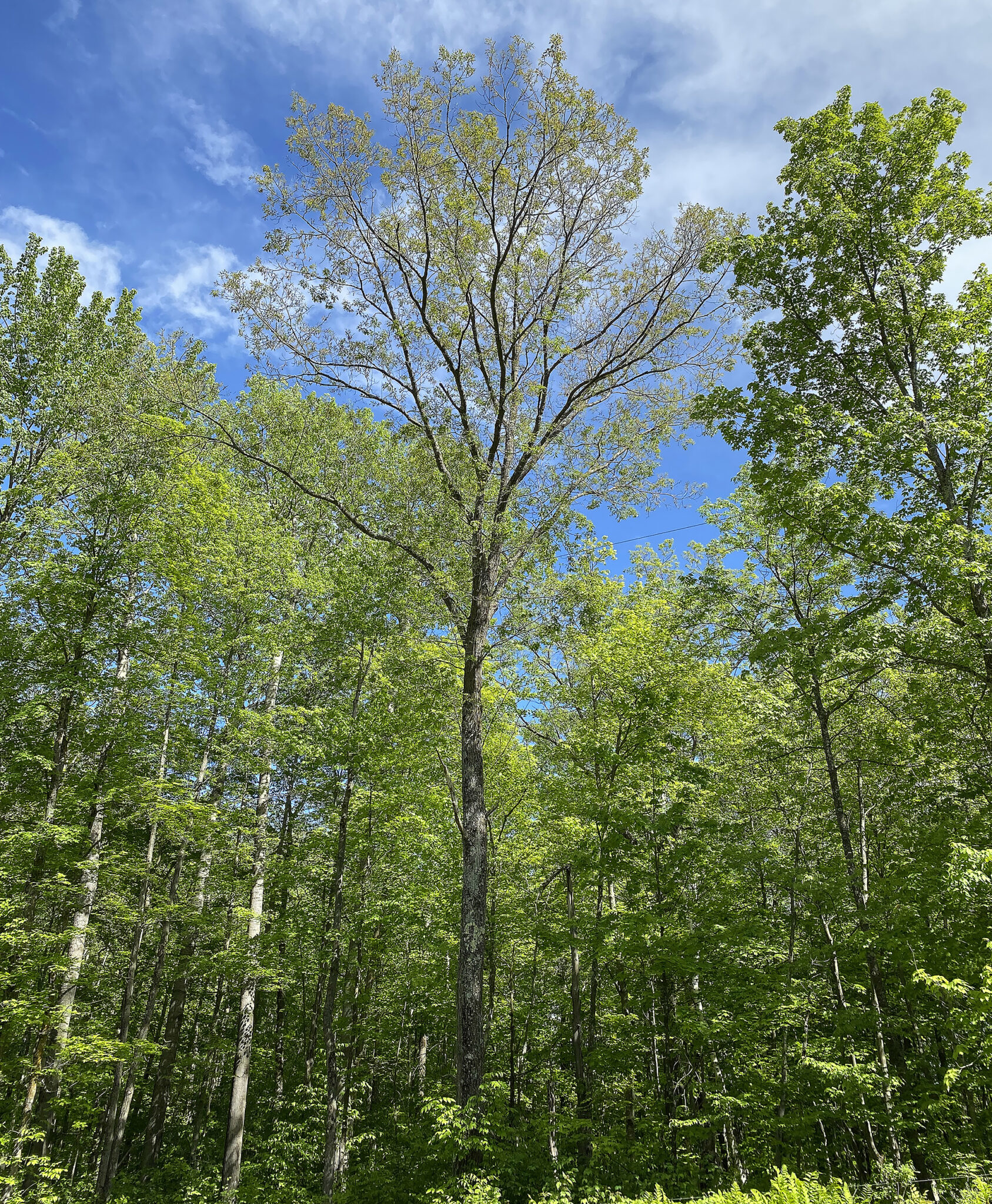 Forest Health News