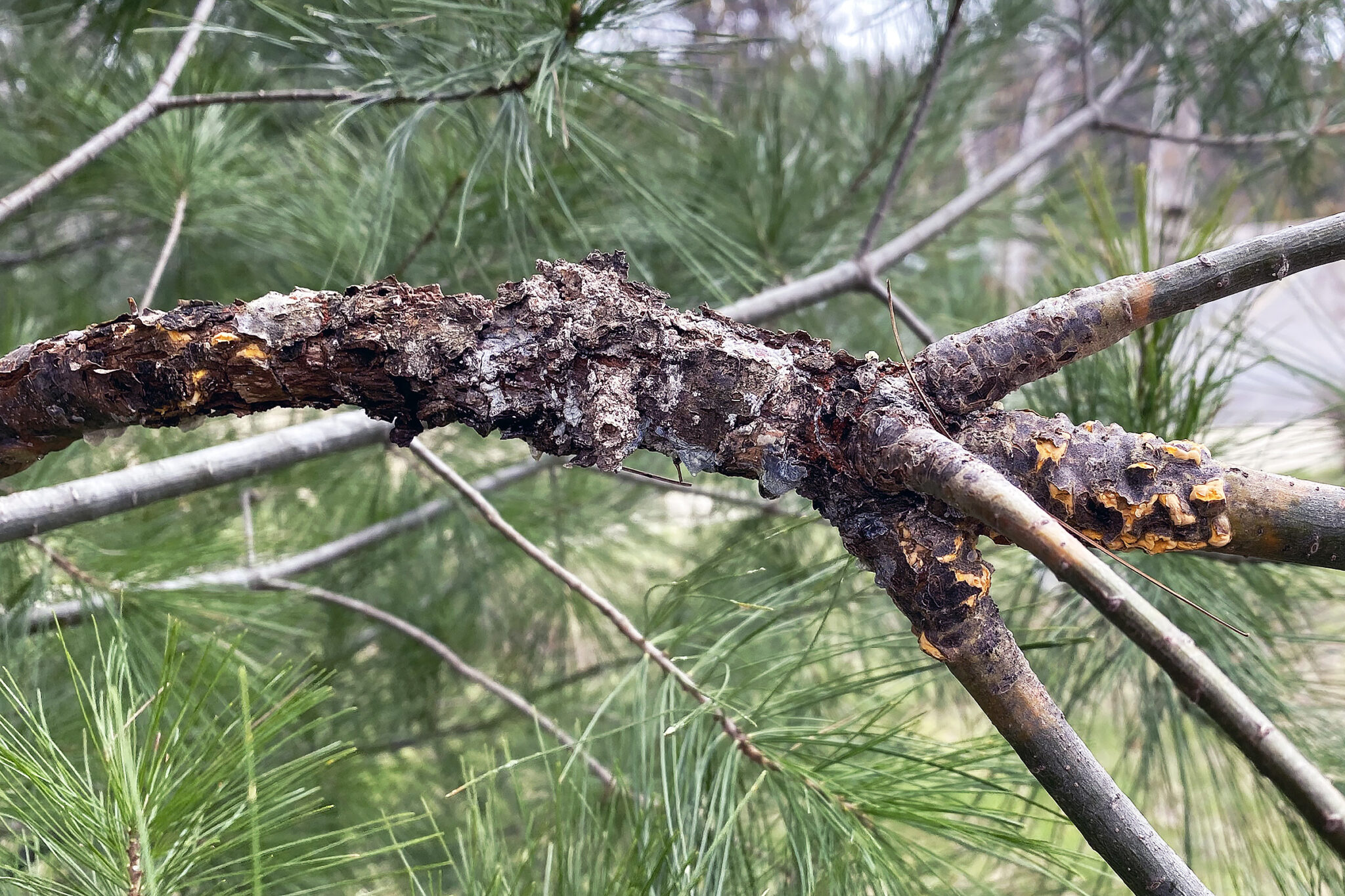 Pruning Can Control White Pine Blister Rust