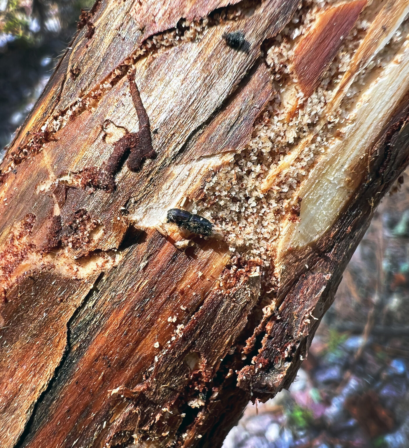 Bark Beetles Infest Drought-Stressed Conifers