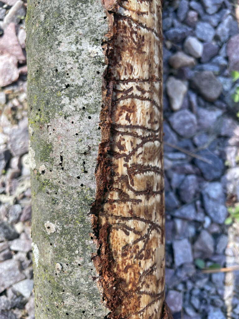 Bark Beetles Infest Drought-Stressed Conifers