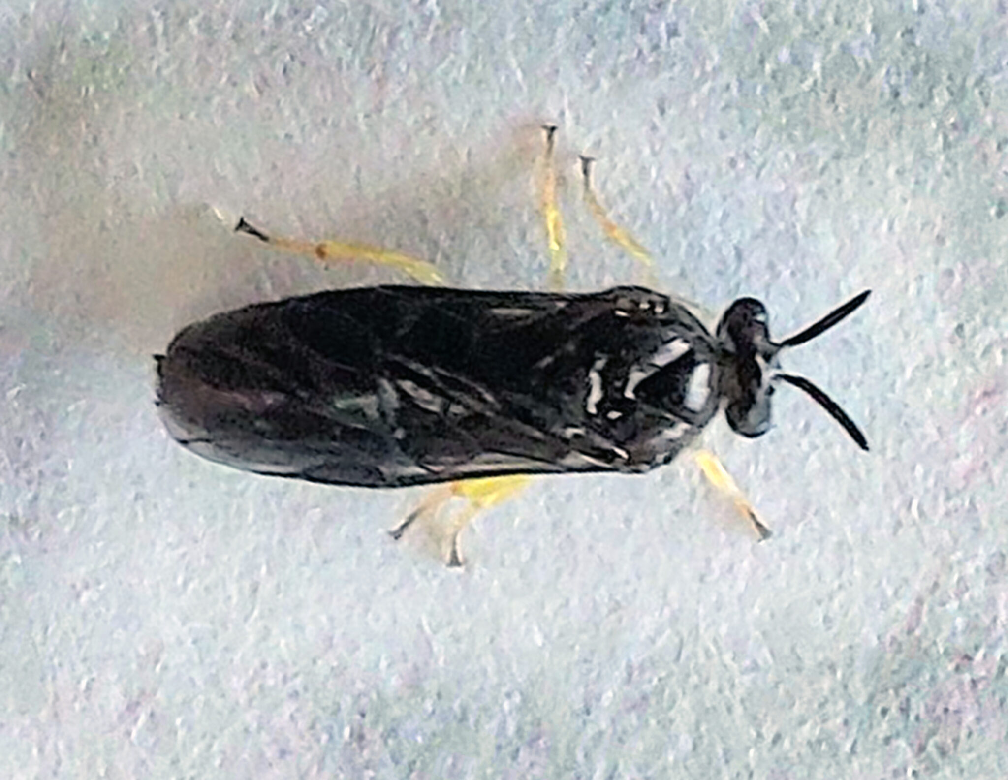 New Invasive Pest Discovered In Wisconsin