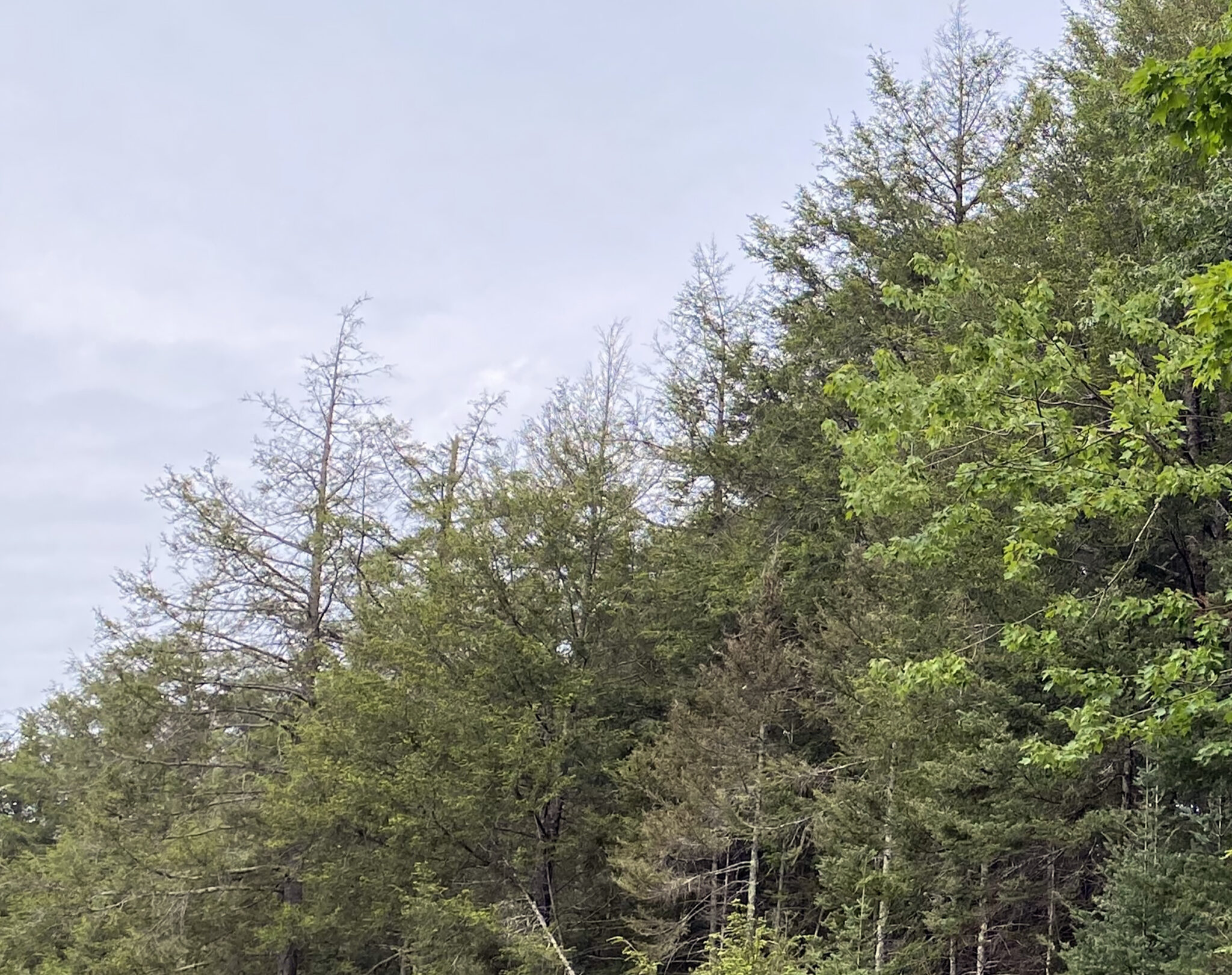 Hemlock Monitored After 2023 Defoliation