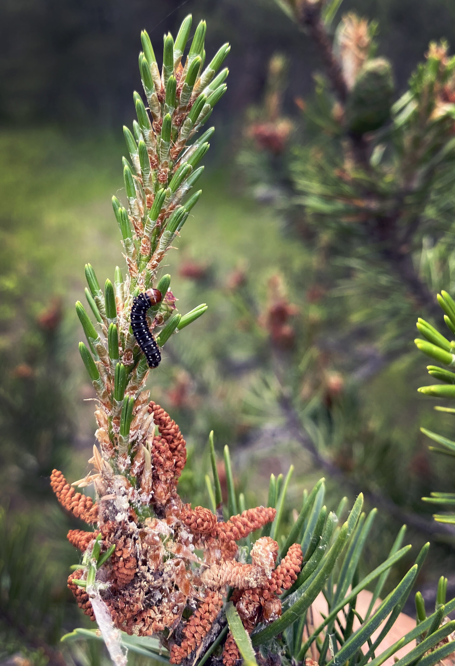 Jack Pine Budworm Outbreak Subsides