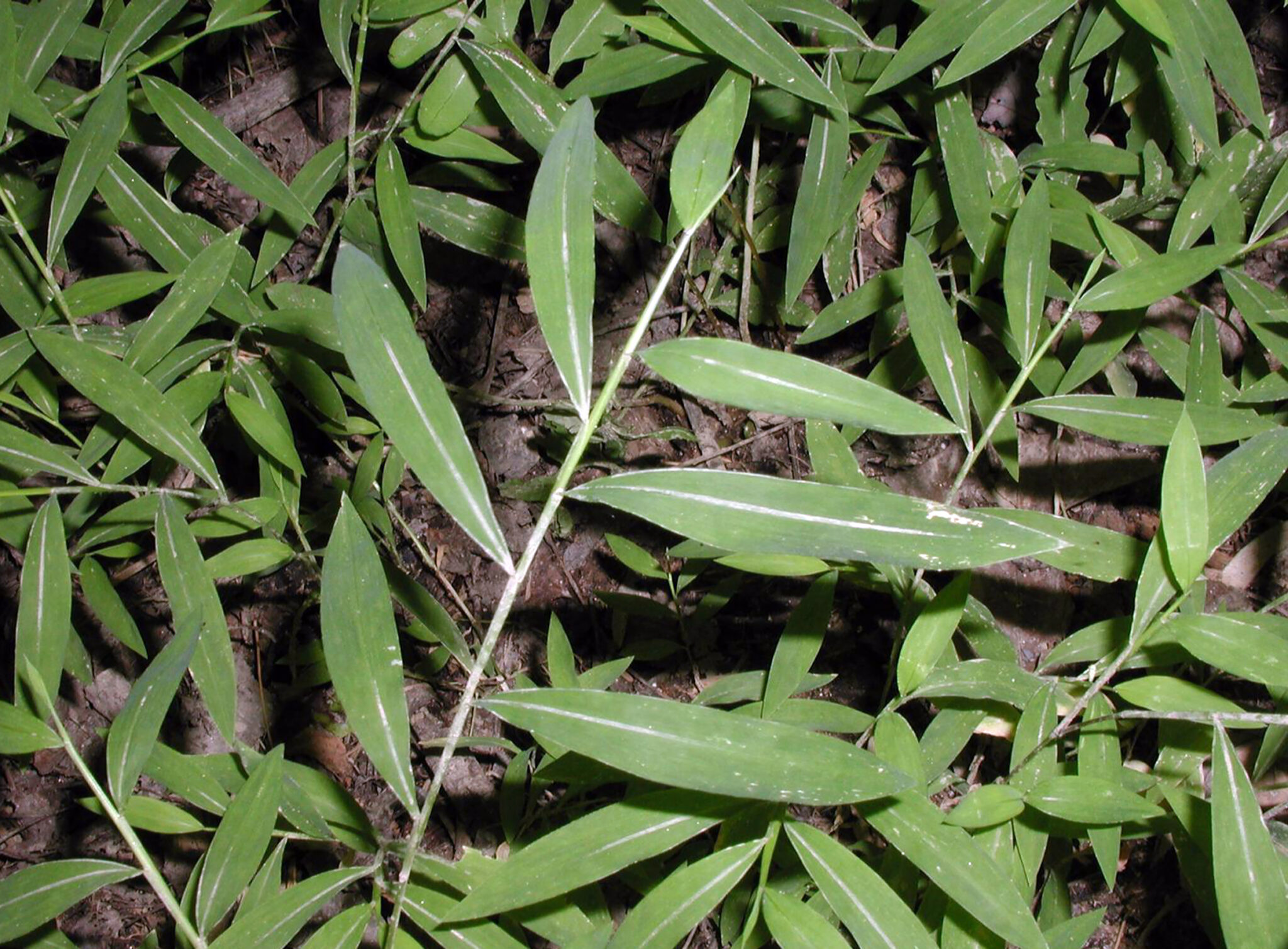 Japanese Stilt Grass An Aggressive New Invasive