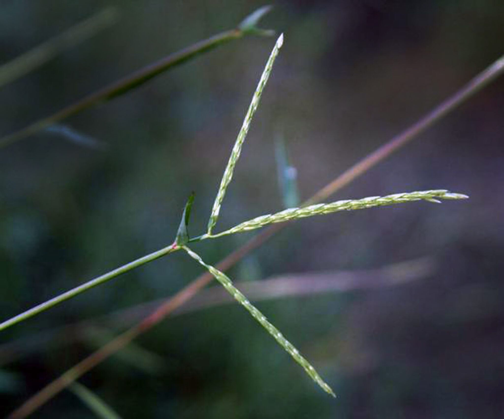 Japanese Stilt Grass An Aggressive New Invasive