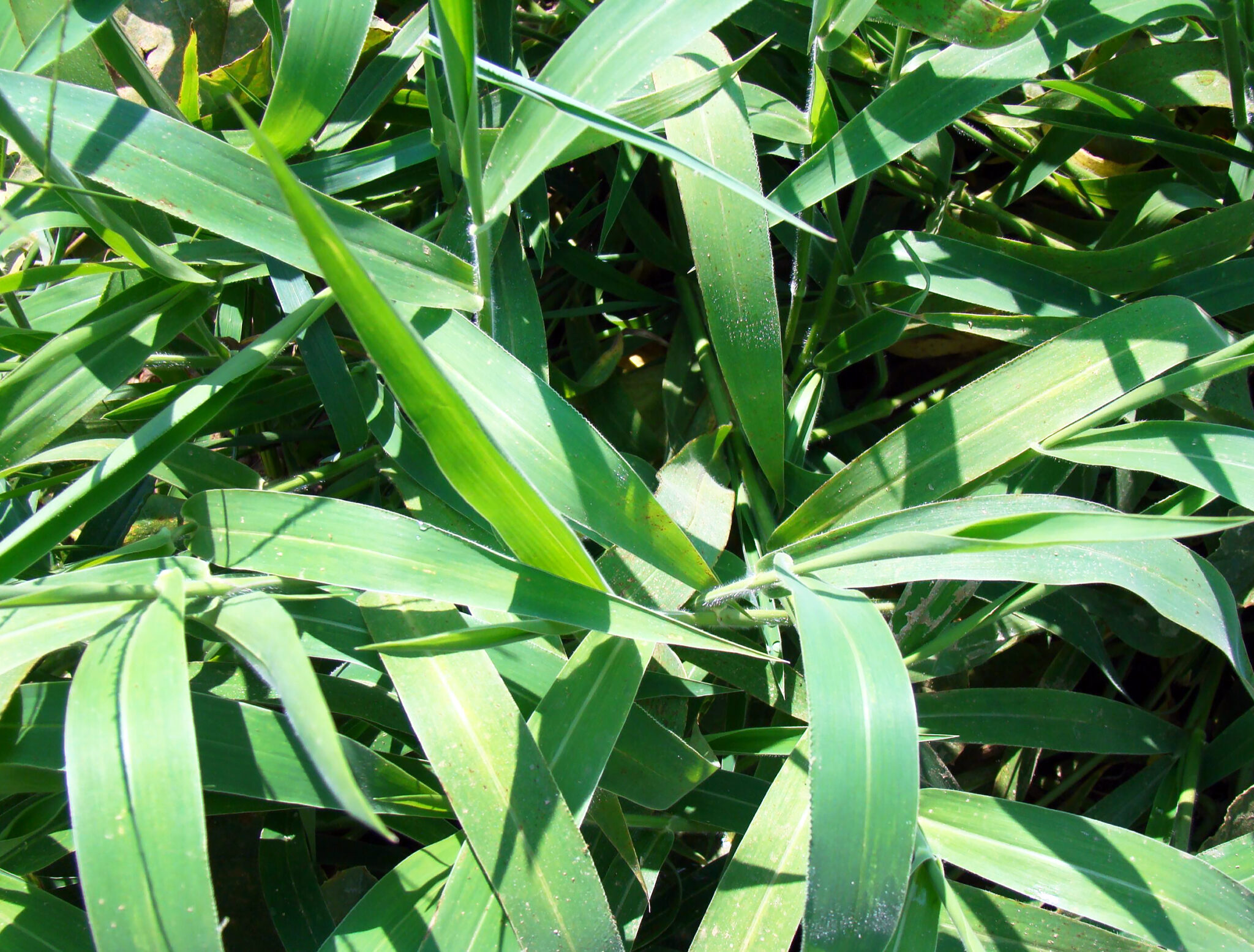Japanese Stilt Grass An Aggressive New Invasive