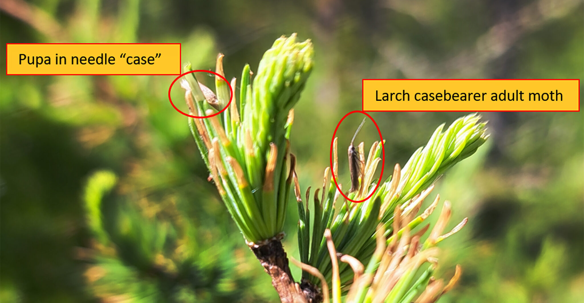 Larch Casebearer Damage Spotted In North