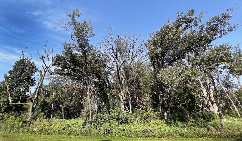Oak Decline Continues In Southern Wisconsin